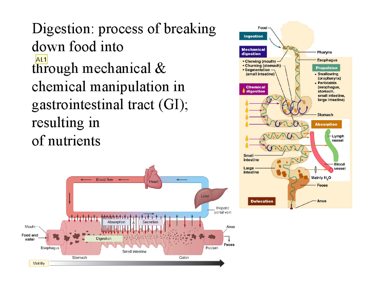 CH25 GIS19HO - ntoes - Digestion: process of breaking down food into ...