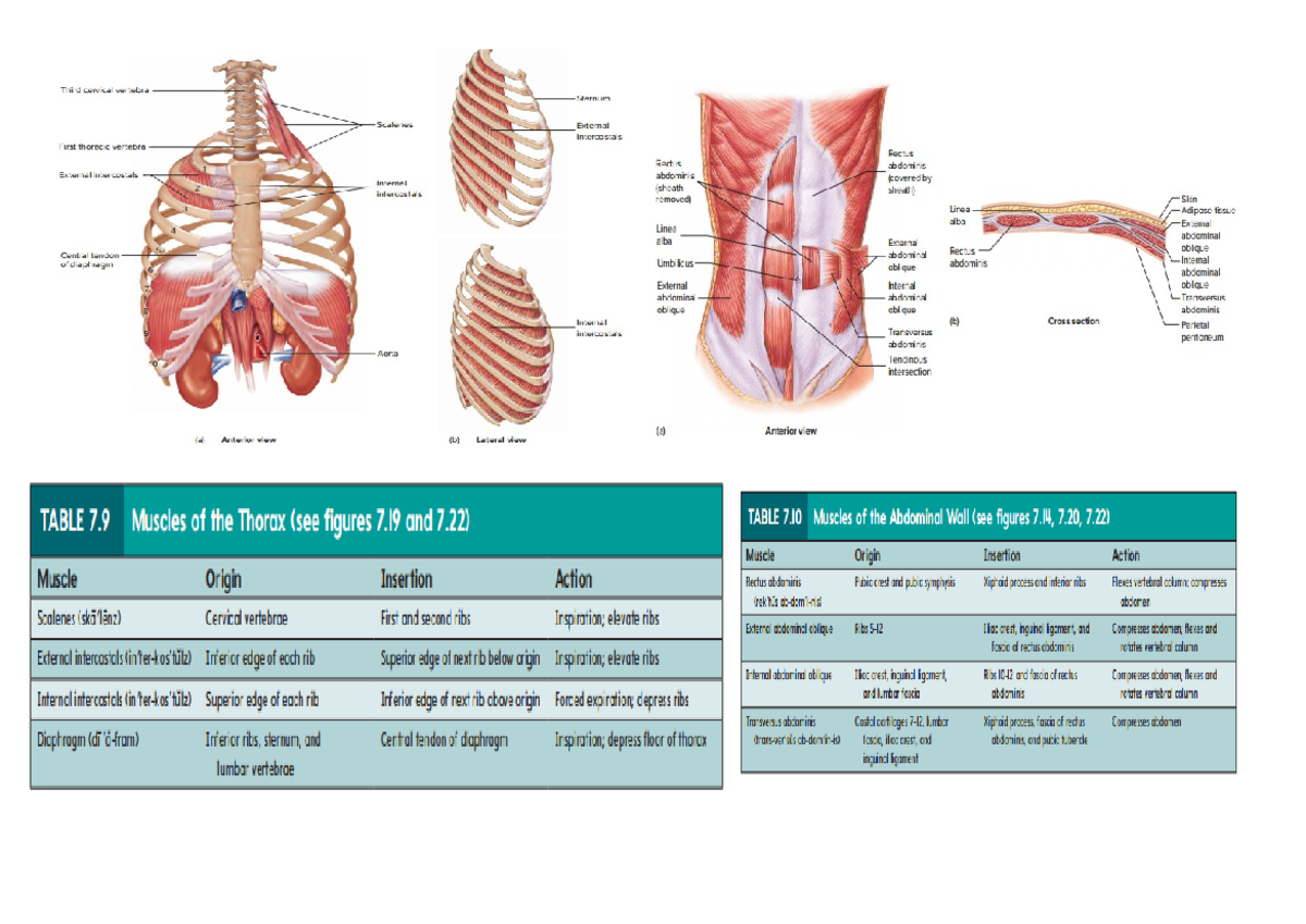 Anatomy and Physiology - Bachelor of science in nursing - E E - Studocu