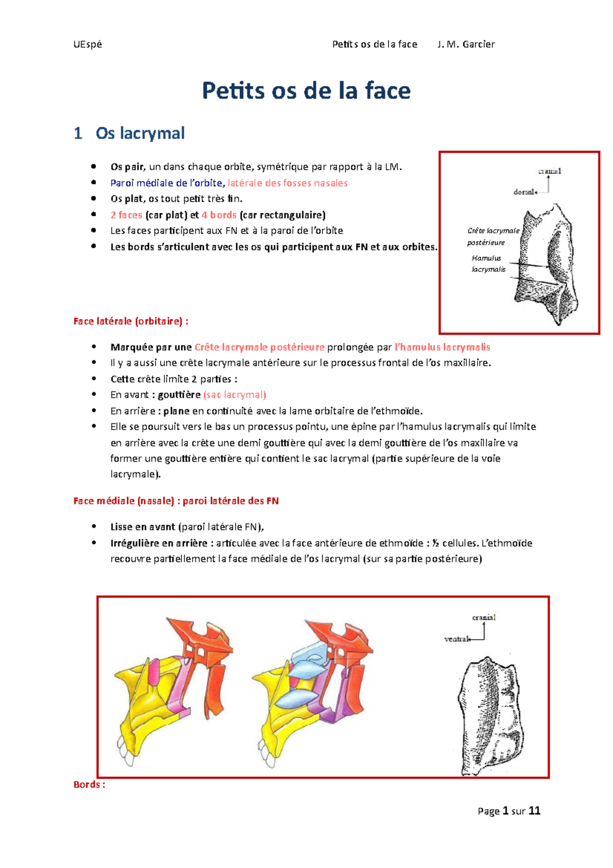 11 - Petits os de la face 1 Os lacrymal Os pair, un dans chaque orbite ...
