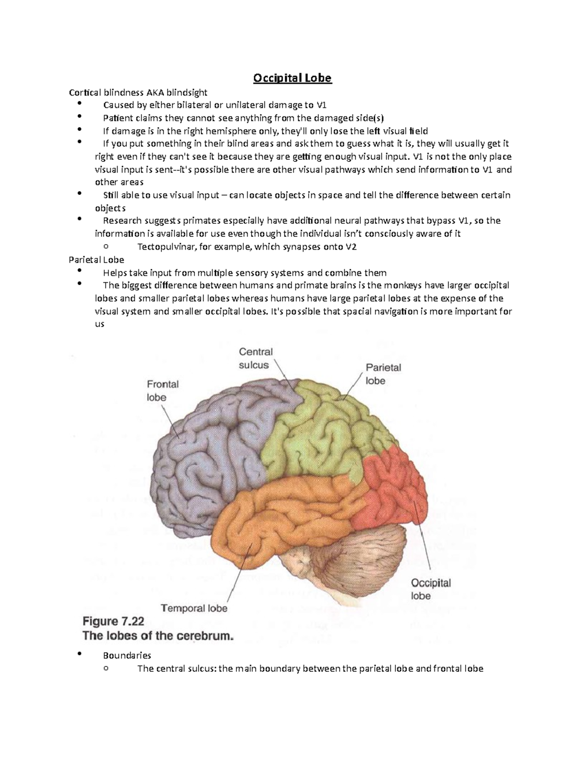 Occipital Lobe Notes - Centanni - Occipital Lobe Cortical blindness AKA ...