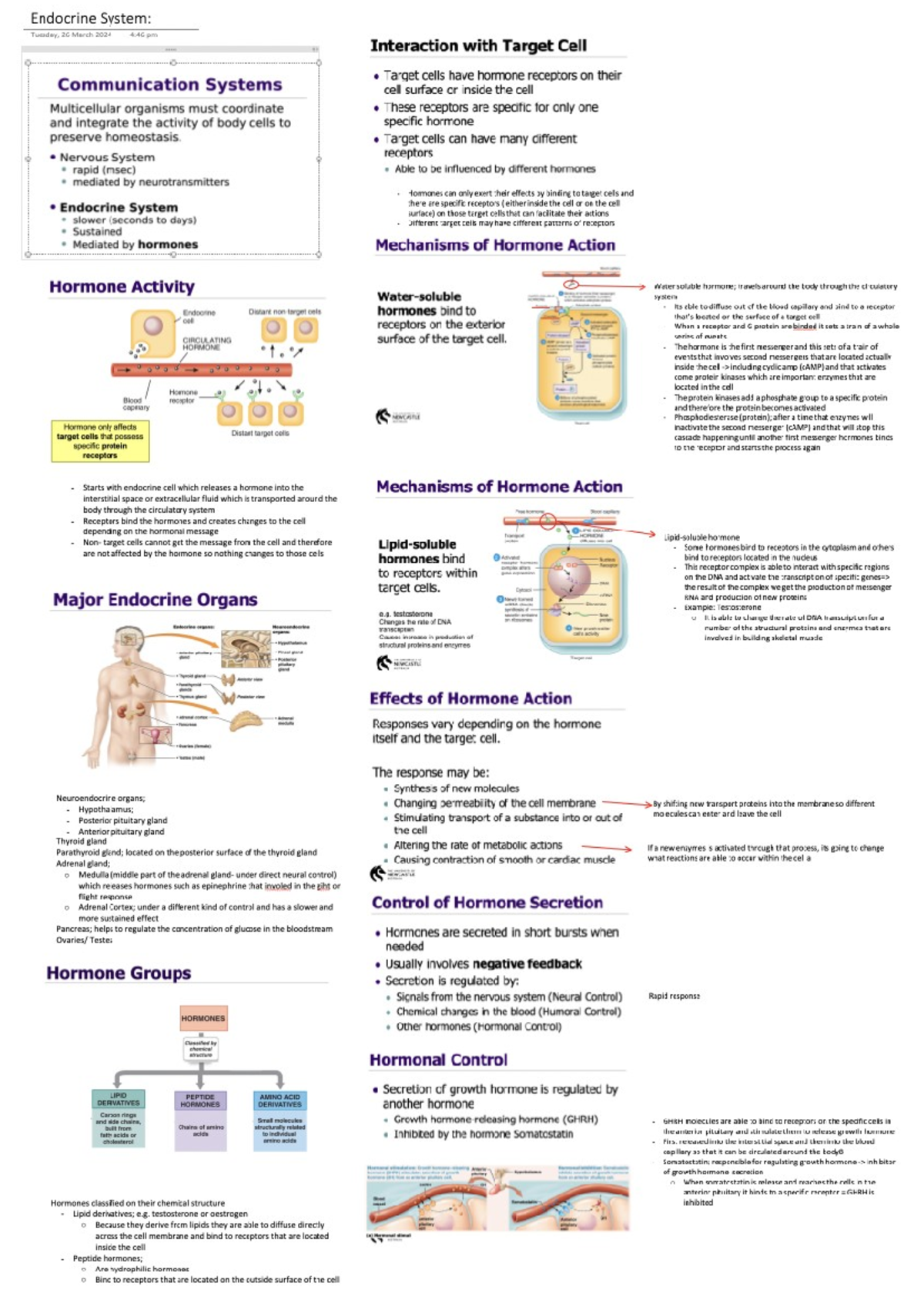 Endocrine system - HUBS1401 - Studocu