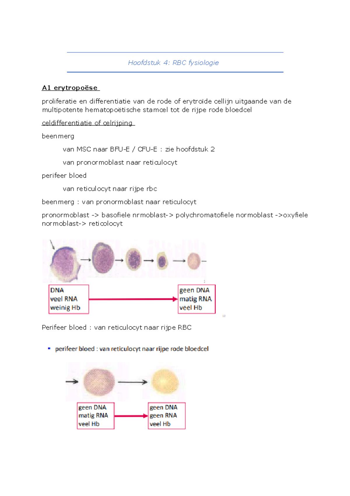 Hoofdstuk 4 - Hoofdstuk 4: RBC fysiologie A1 erytropoëse proliferatie ...