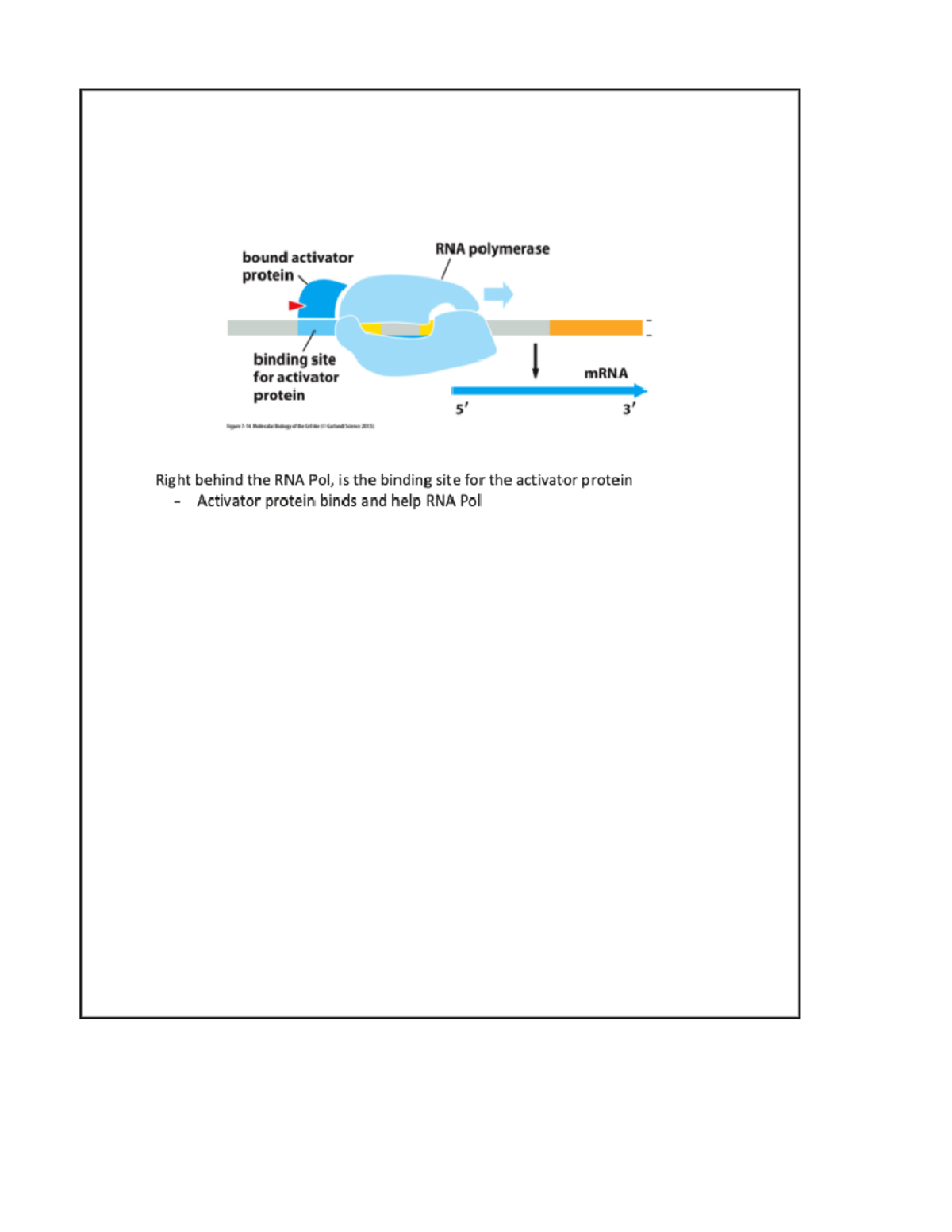 LSCI 202 Chapter 5 Part 2 - Lsci 202 - Studocu