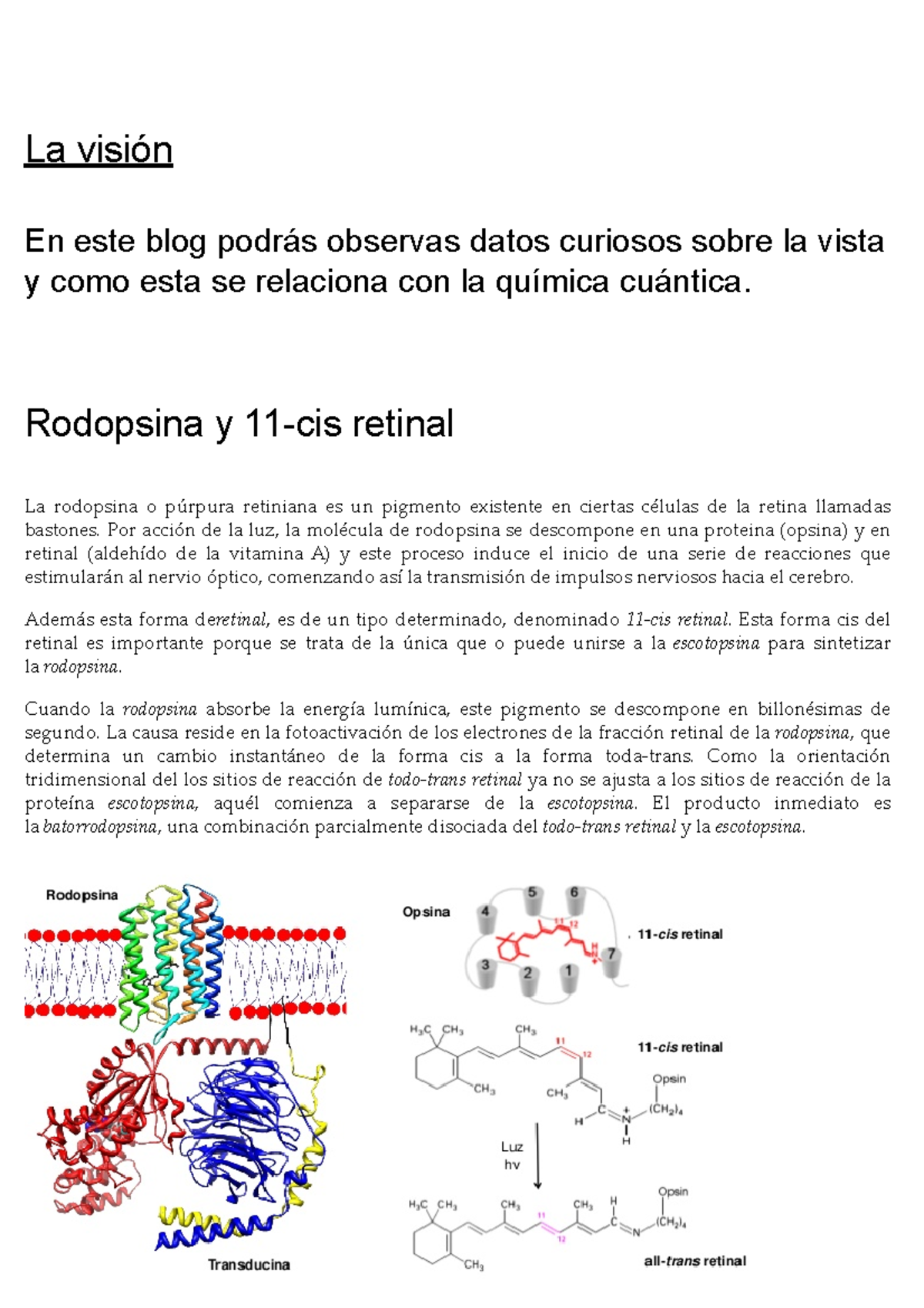 Rodopsina y 11-cis retinal – La visión - La visión En este blog podrás ...