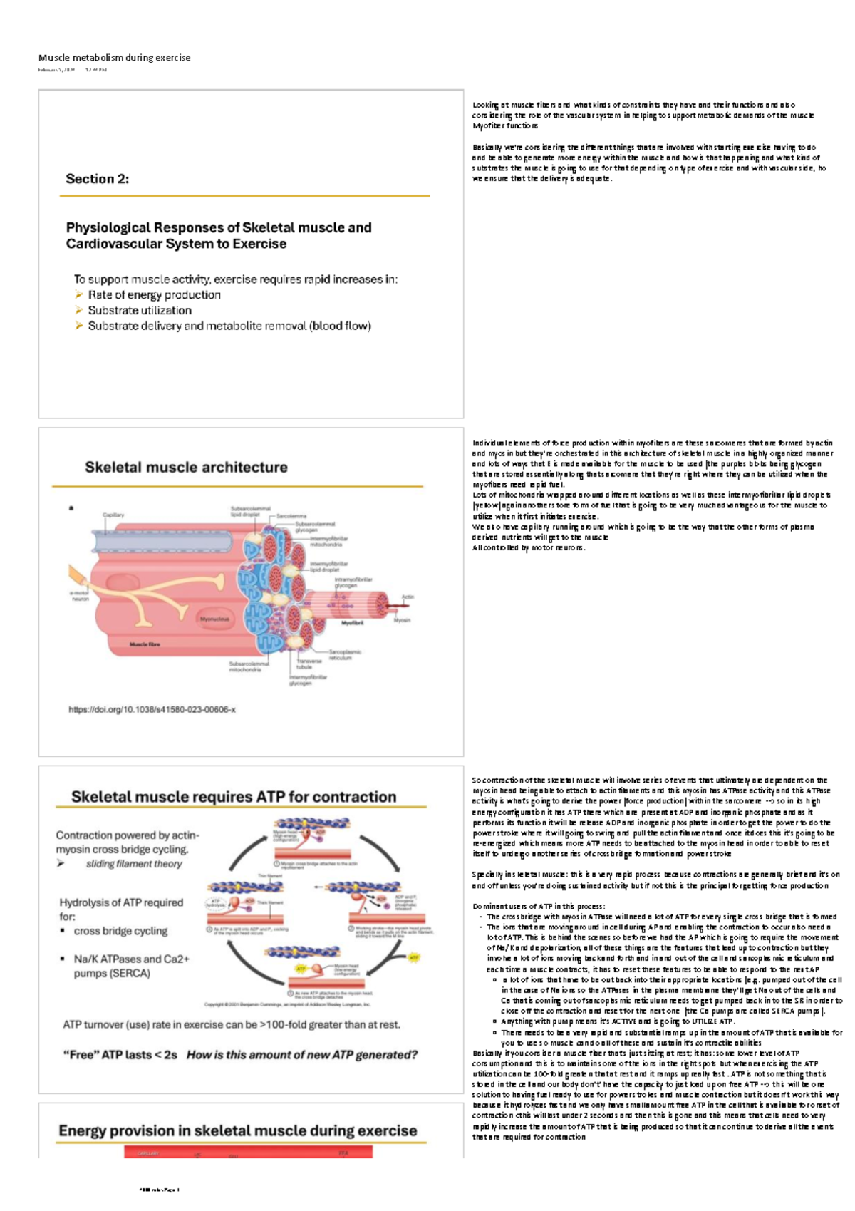 L2 - Muscle metabolism during exercise - Looking at muscle fibers and ...