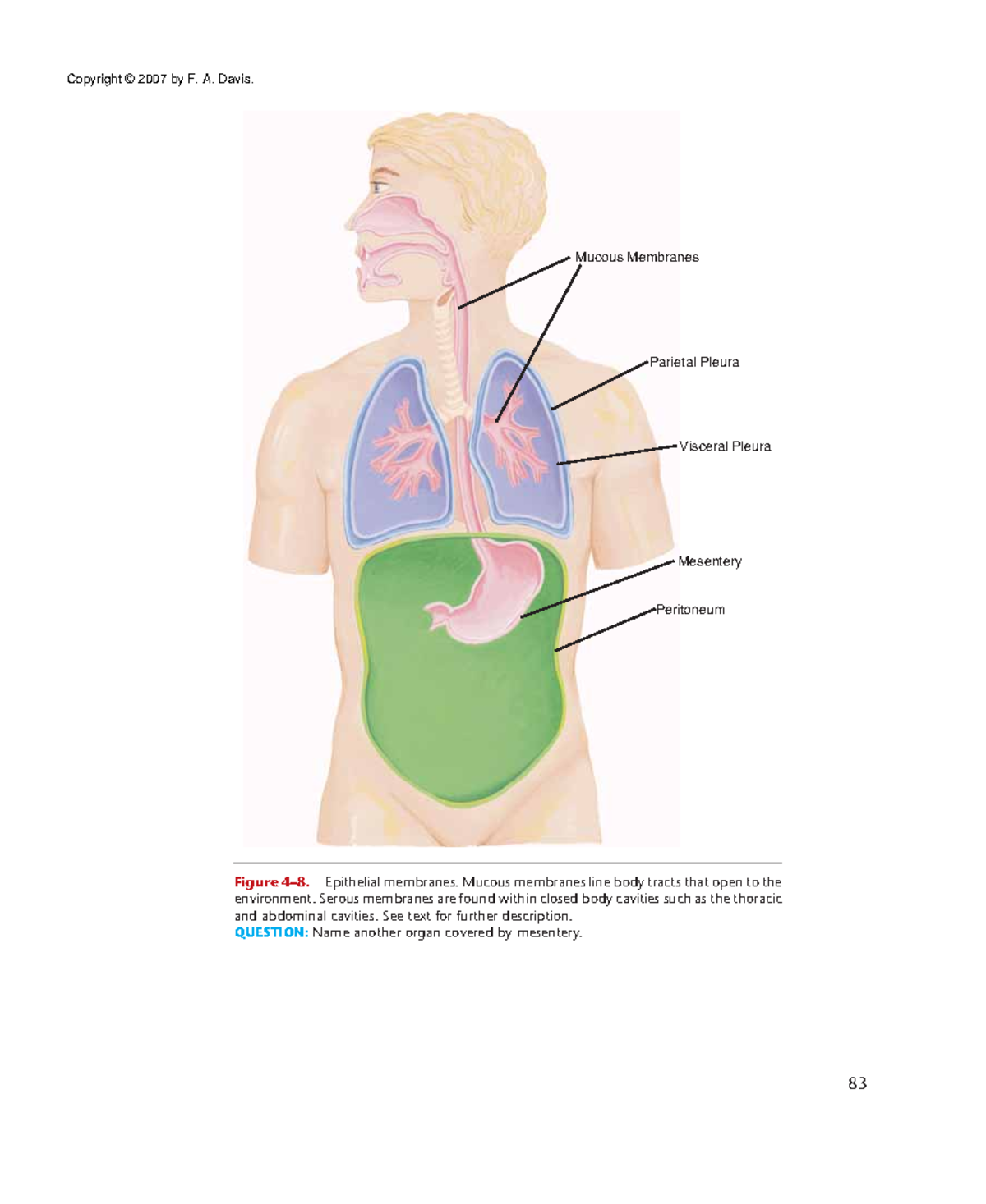 Anatomy and Physiology (11) - 83 Mucous Membranes Parietal Pleura ...