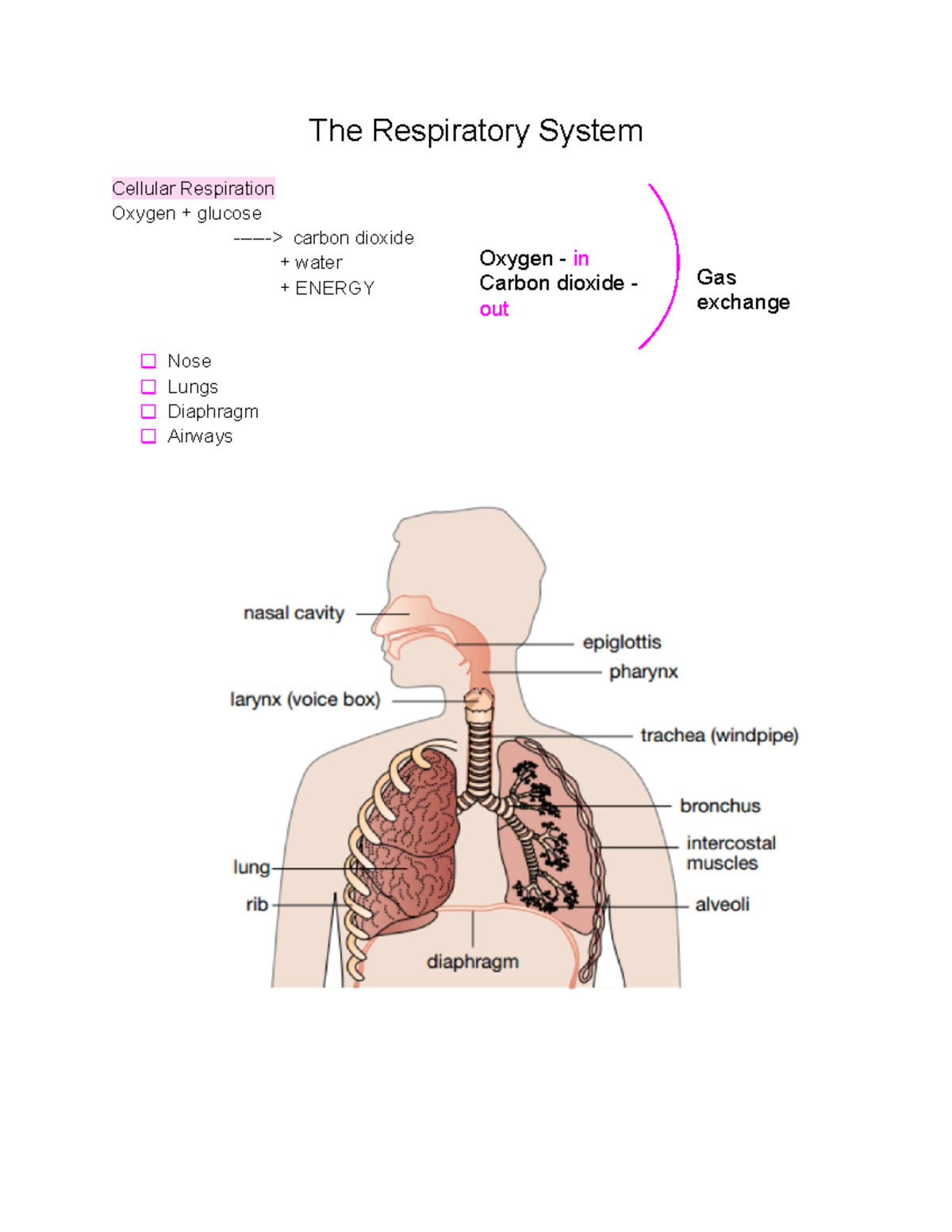 year 8 science notes the respiratory system science docx - The ...