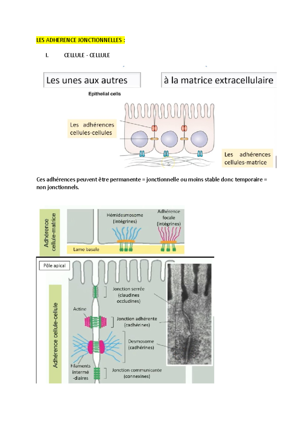 Communication cellulaire - LES ADHERENCE JONCTIONNELLES : I. CELLULE ...