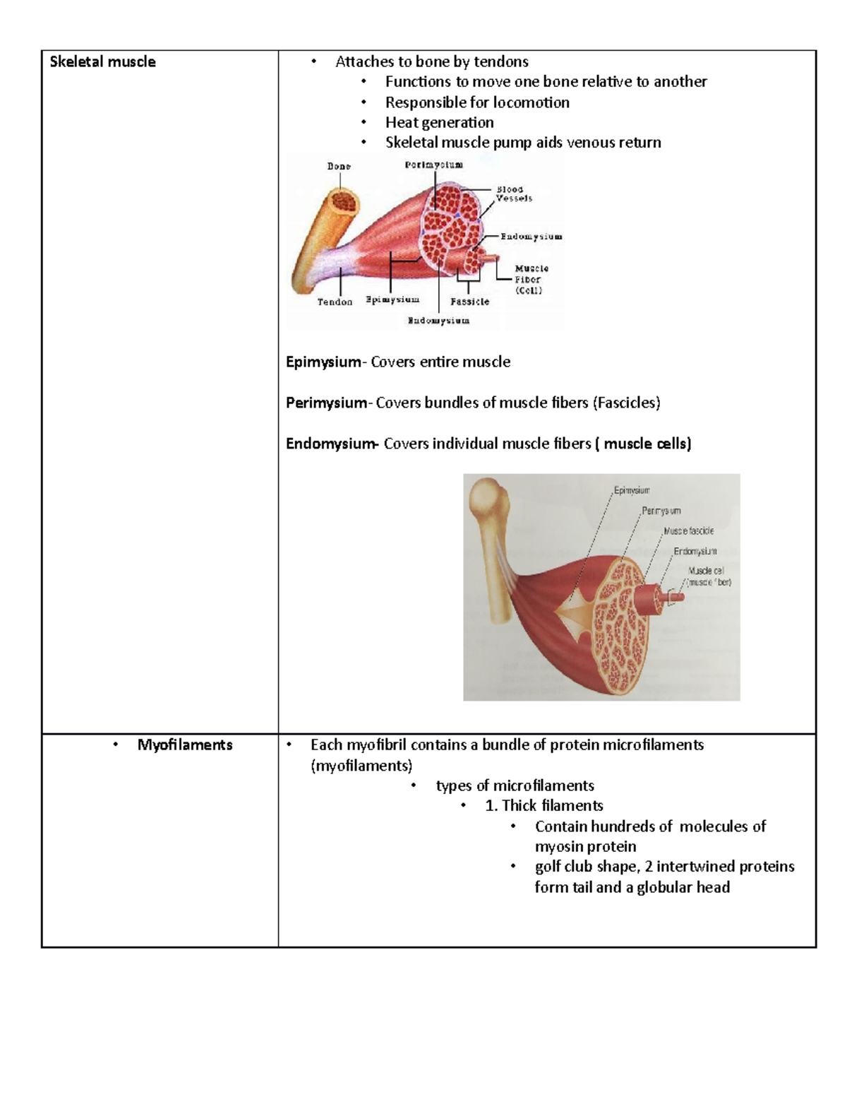Skeletal muscle notes outline - Skeletal muscle • Attaches to bone by ...