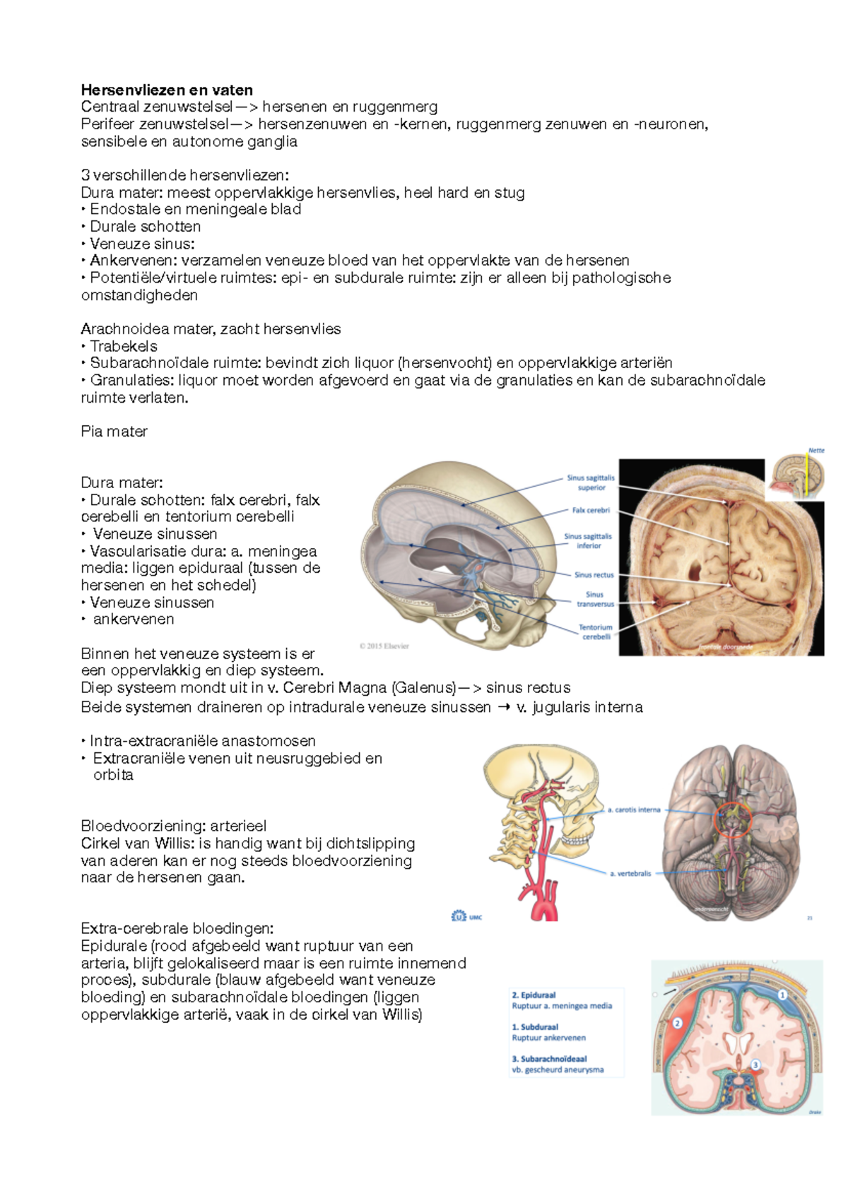 Zintuigen, hersenen, bewegen colleges - Hersenvliezen en vaten Centraal ...