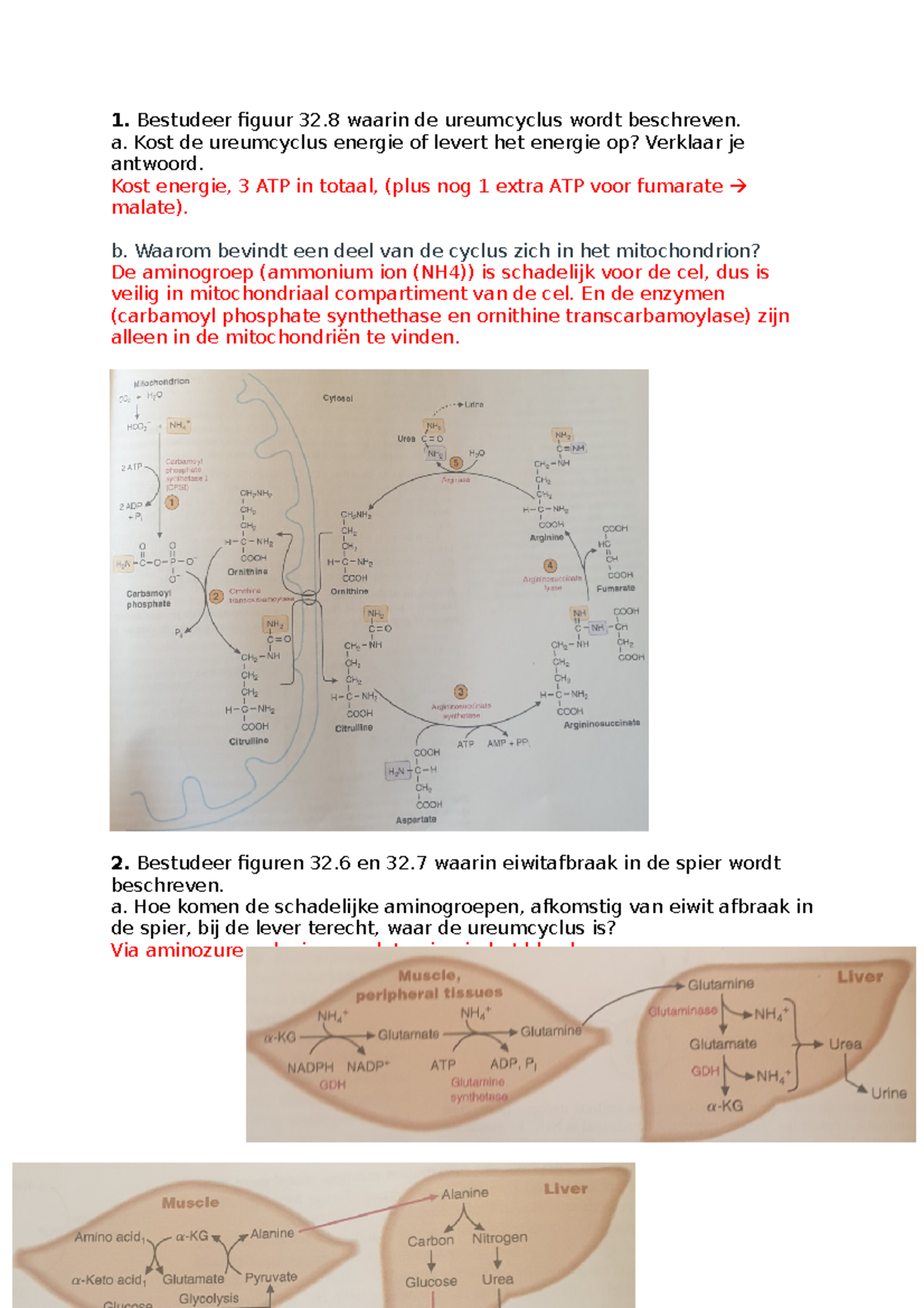 ZSO 1 pre-TBL Integratie metabole paden - 1. Bestudeer figuur 32 waarin ...