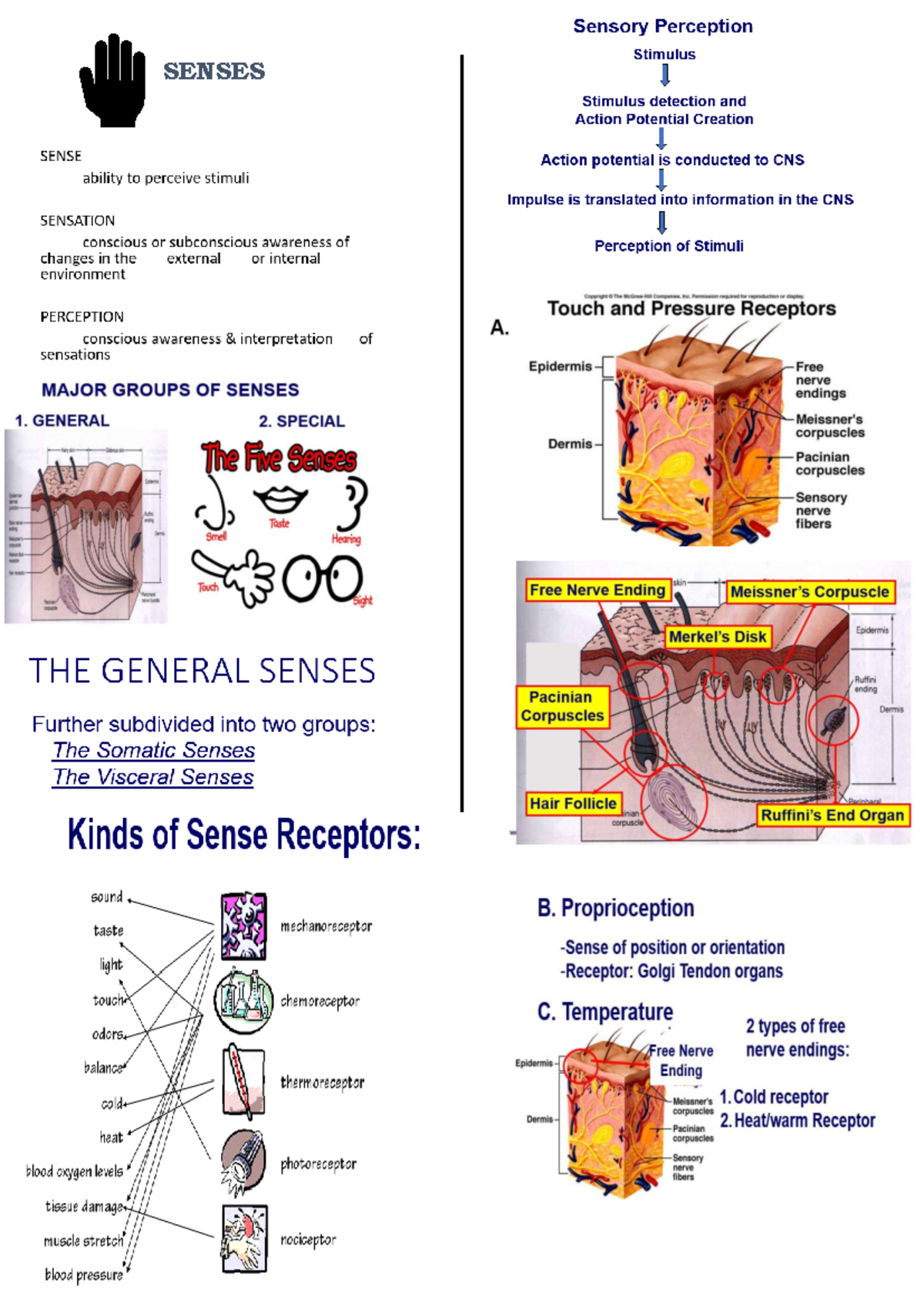 Week-8-senses - Anatomy and Physiology Reading Materials and PPT W8 ...