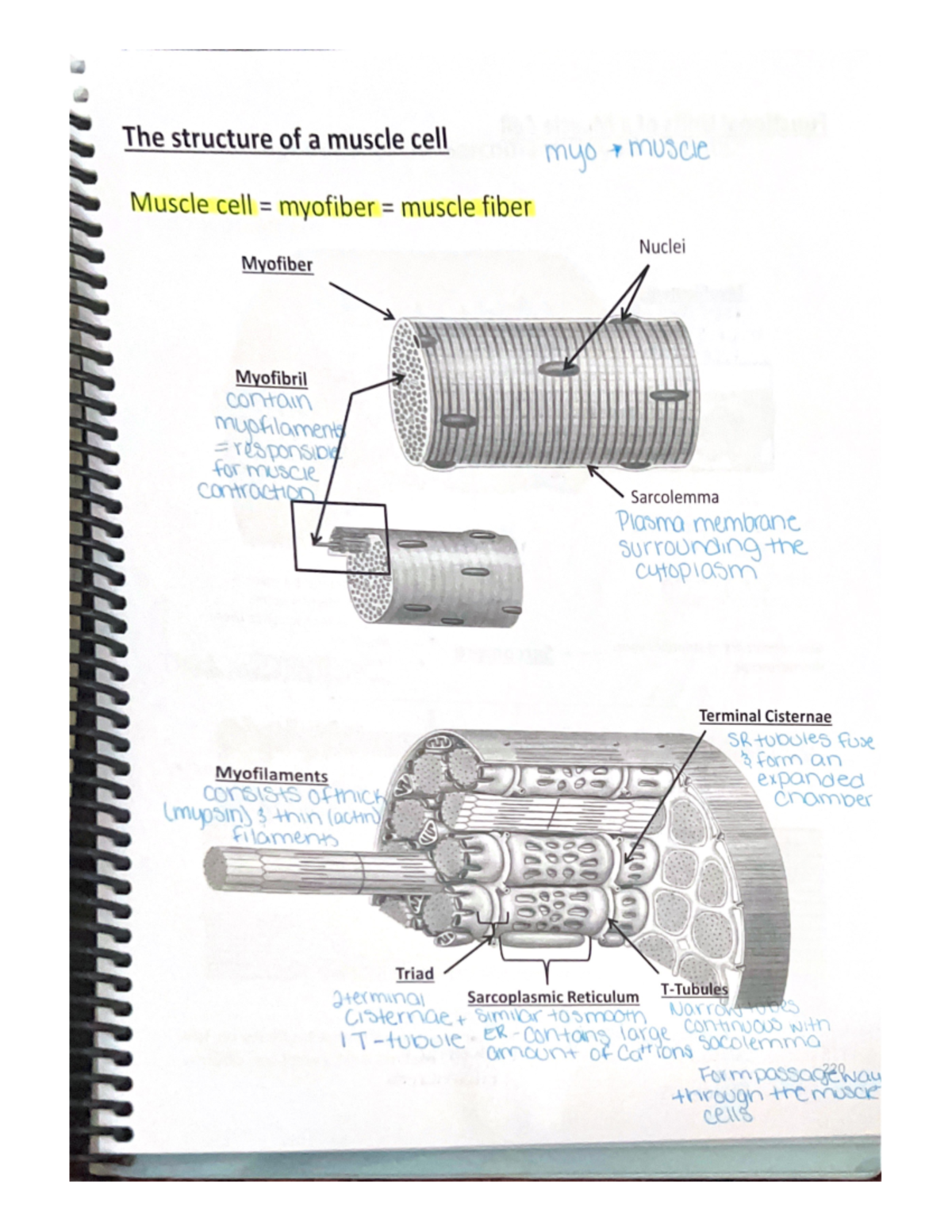 The structure of a muscle cell - BIOLOGY 173 - Studocu