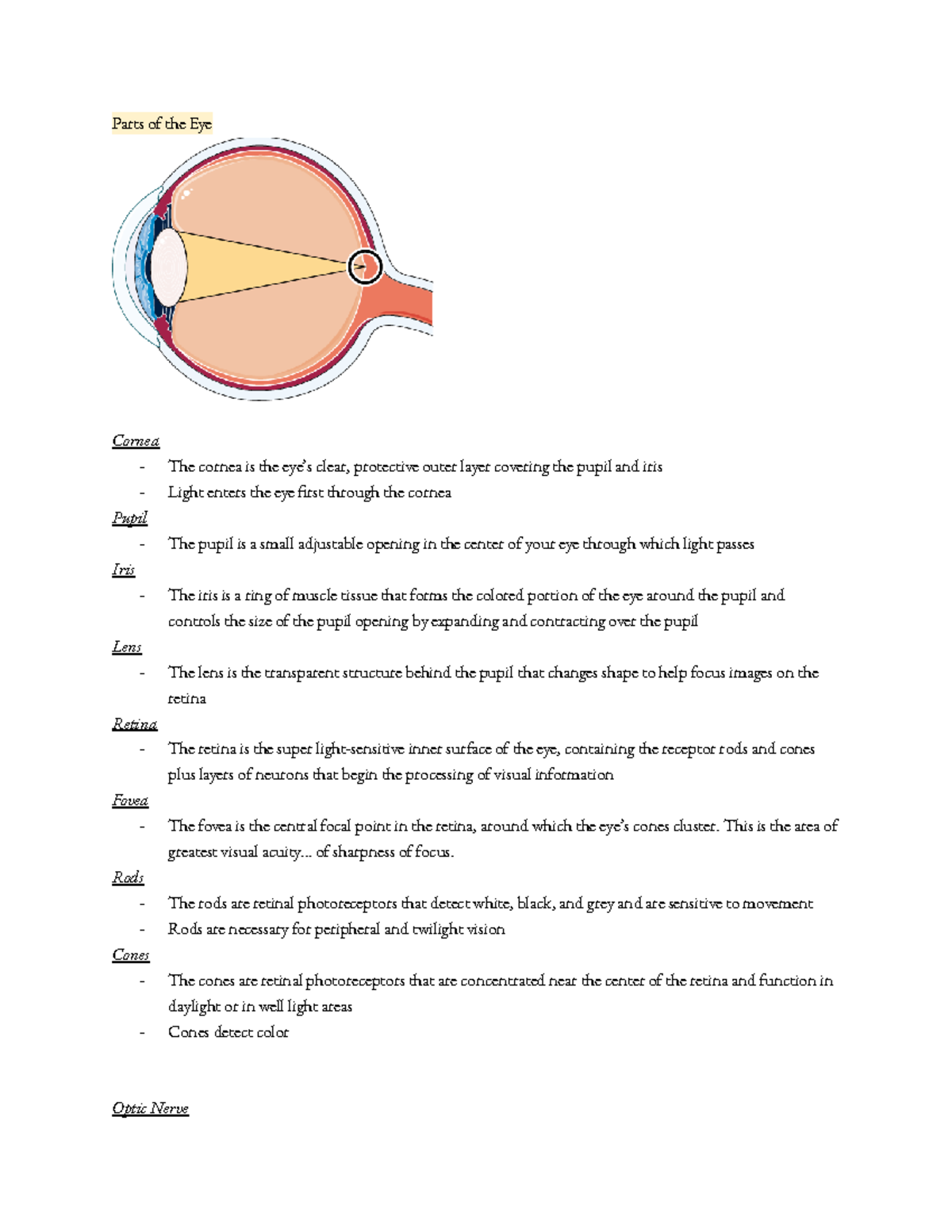 Parts of the Eye Notes - Parts of the Eye Cornea - The cornea is the ...