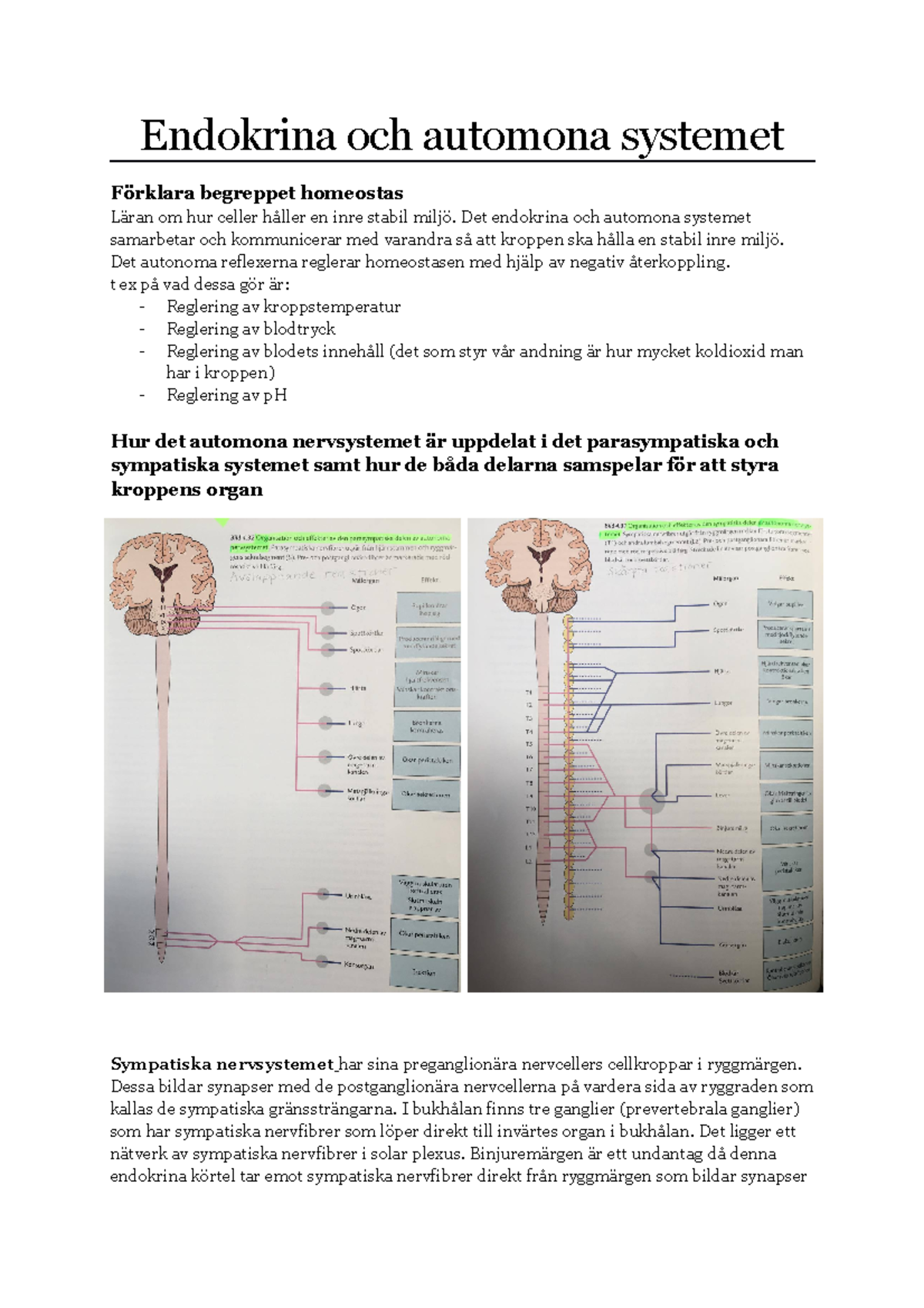 Endokrina och automona systemet - kursbok "människokroppen" - Endokrina ...