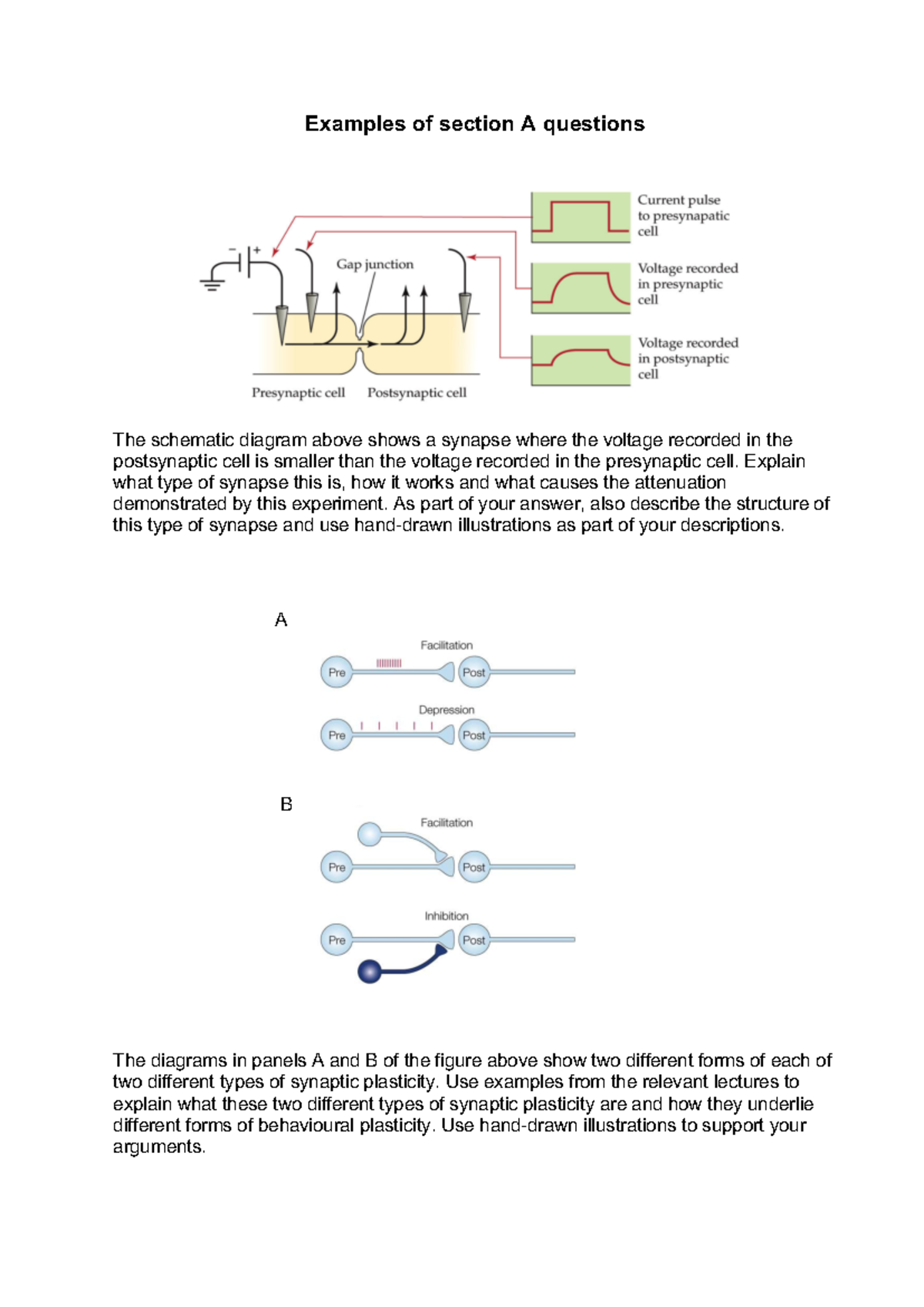 Neural Circuits Example Exam Questions - Examples of section A ...