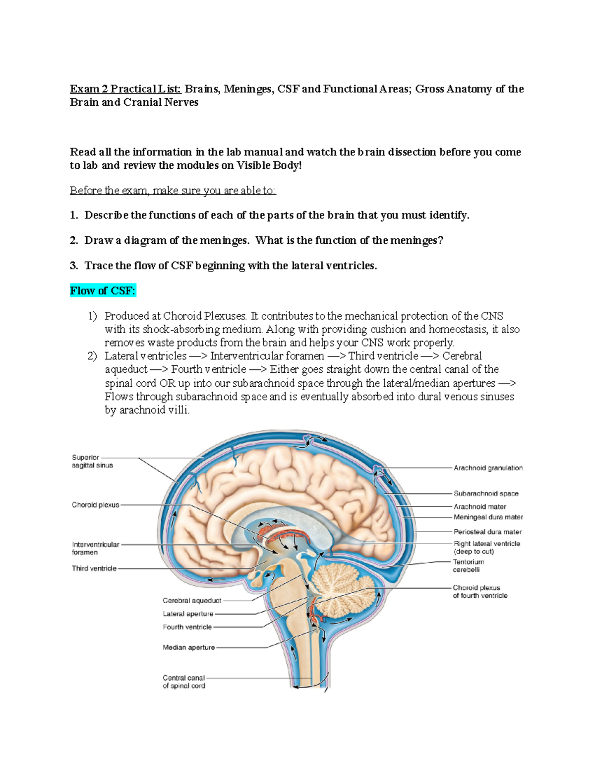 Exam 2 Practical List Brains - Exam 2 Practical List: Brains, Meninges ...
