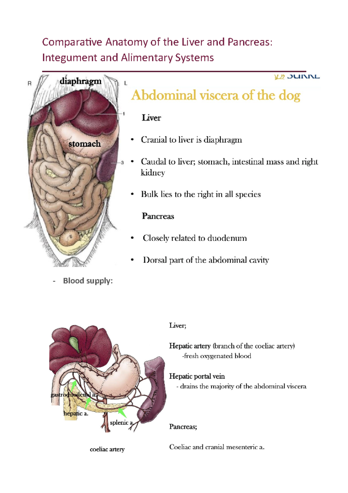 Comparative Anatomy of Liver and Pancreas IA - Comparative Anatomy of ...