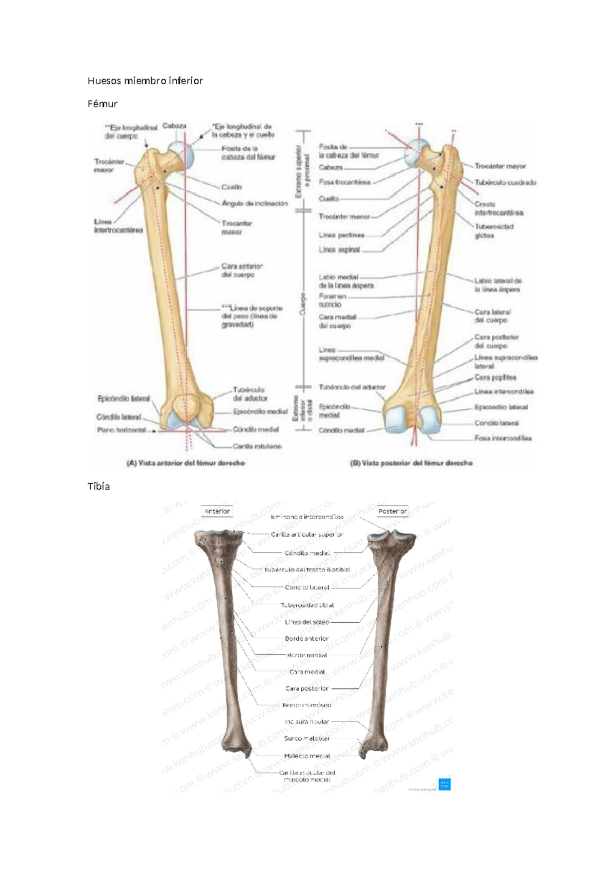 Huesos miembro inferior - Anatomia - Huesos miembro inferior Fémur ...