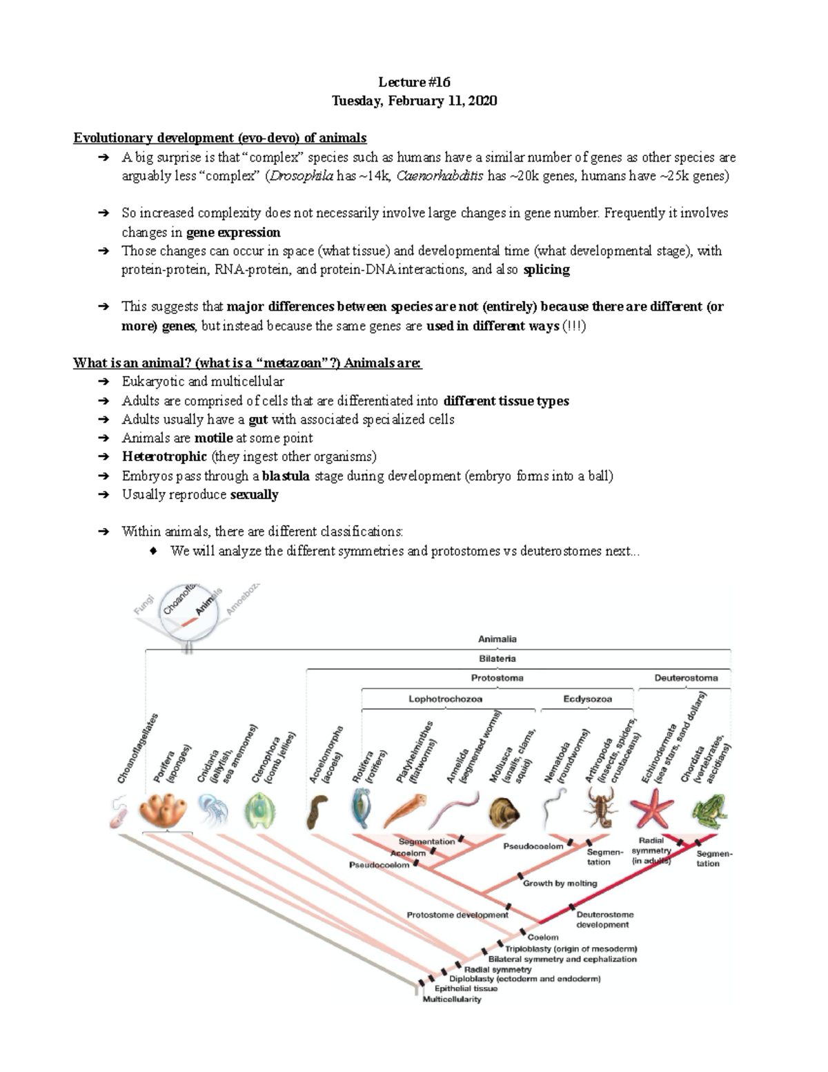 Lecture #16 - Notes - Lecture # Tuesday, February 11, 2020 Evolutionary ...