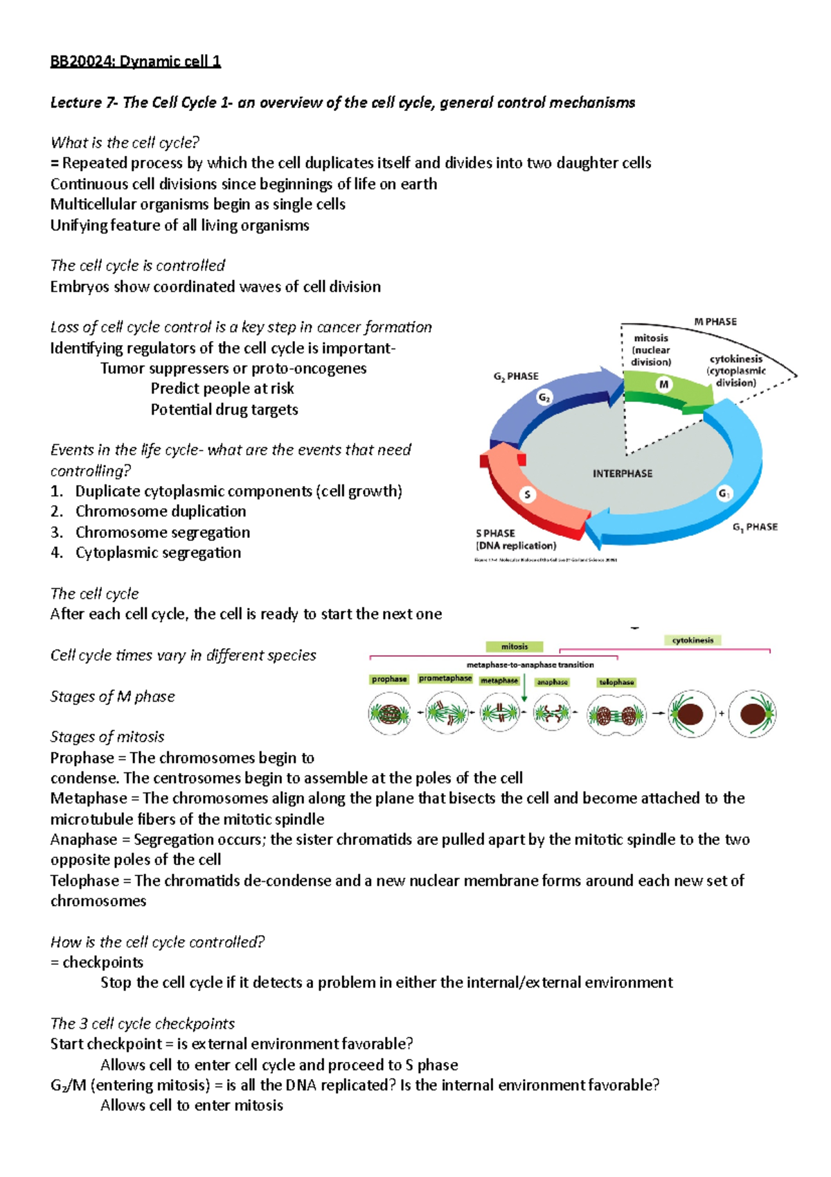 Bb2002 4 Cell Cycle Bb20024 Dynamic Cell 1 Lecture 7 The Cell Cycle 1 An Overview Of The