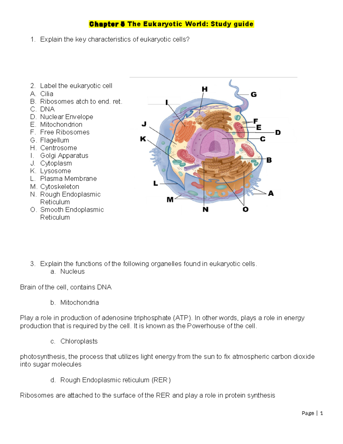 Study guide-Chapters 5 & 19 - Chapter 5 The Eukaryotic World: Study ...