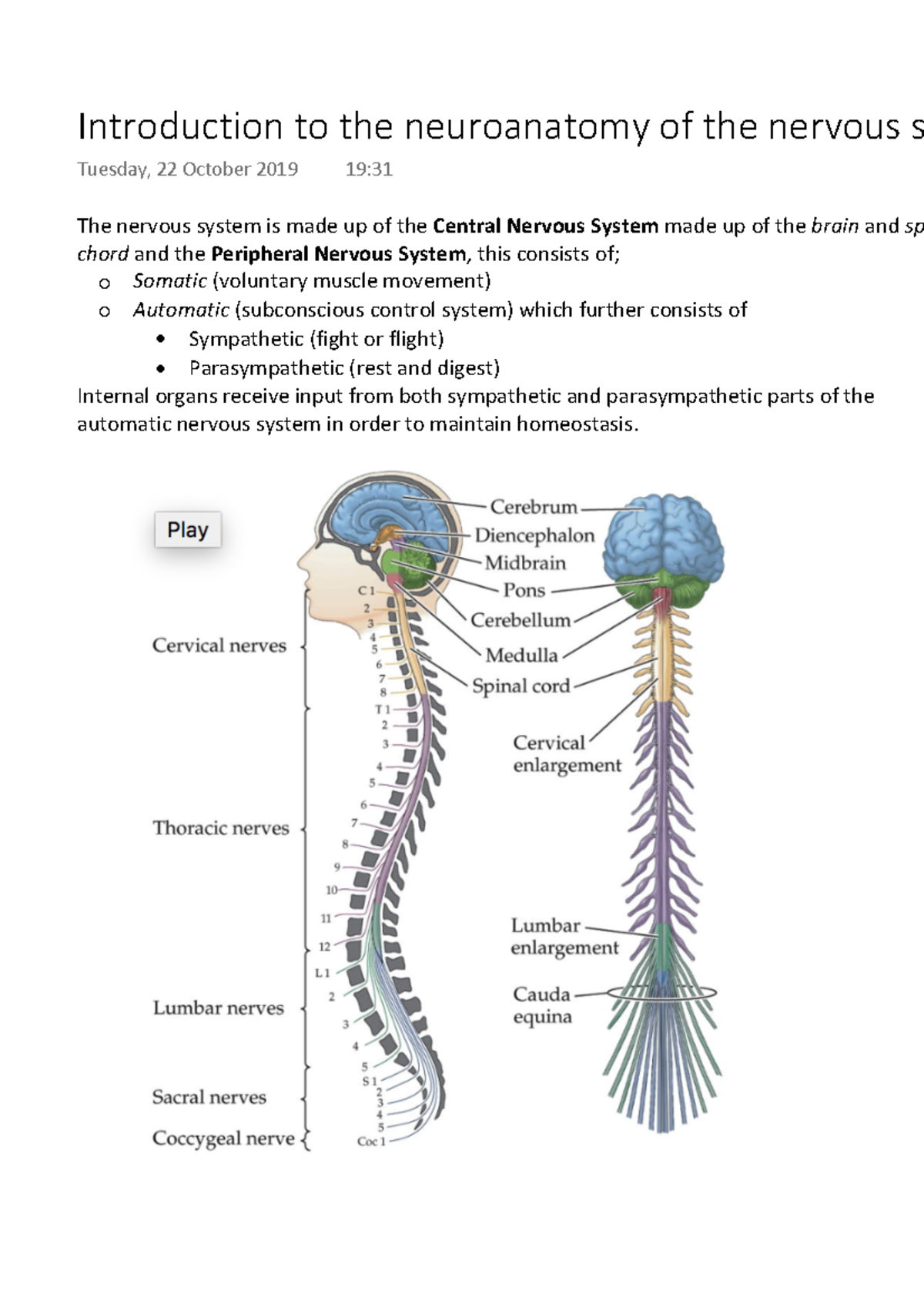 Introduction to the neuroanatomy of the nervous system - The nervous ...