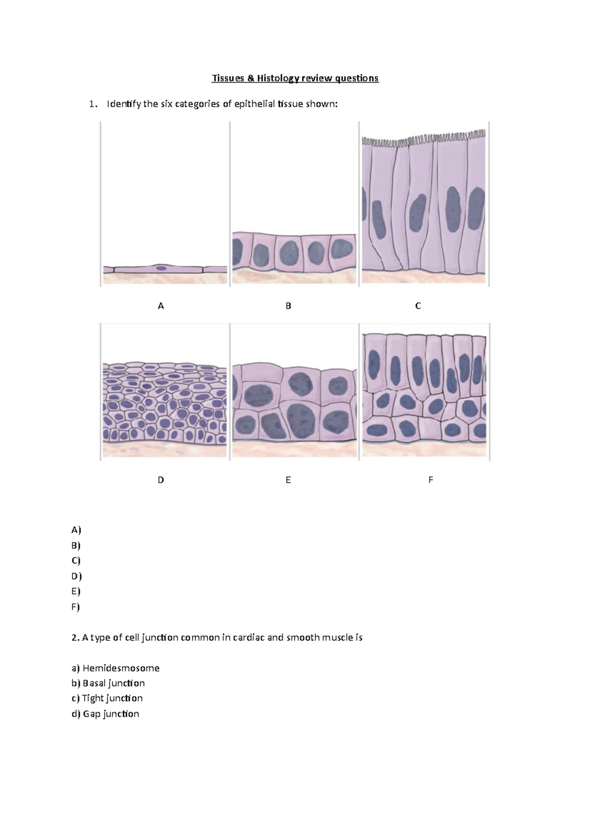 Tissue MCQs - lecture notes - Tissues & Histology review questions ...