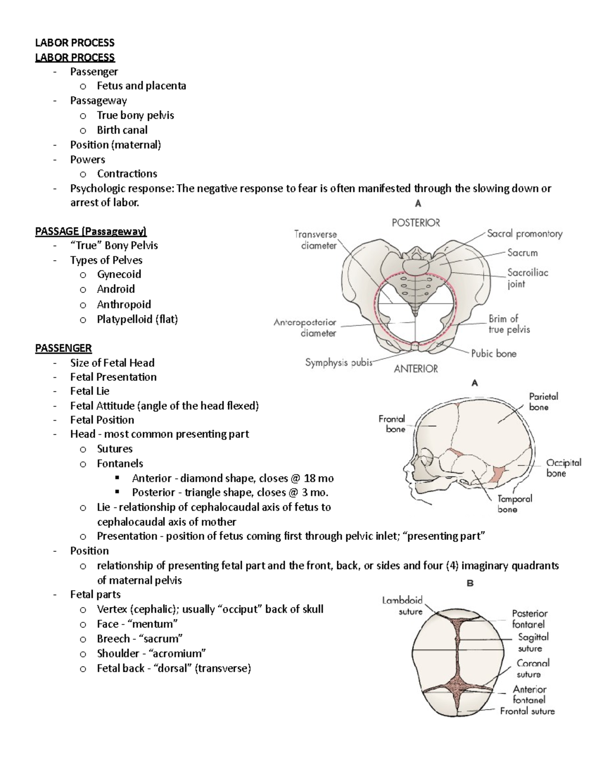 Labor Process notes - LABOR PROCESS Passenger o Fetus and placenta ...