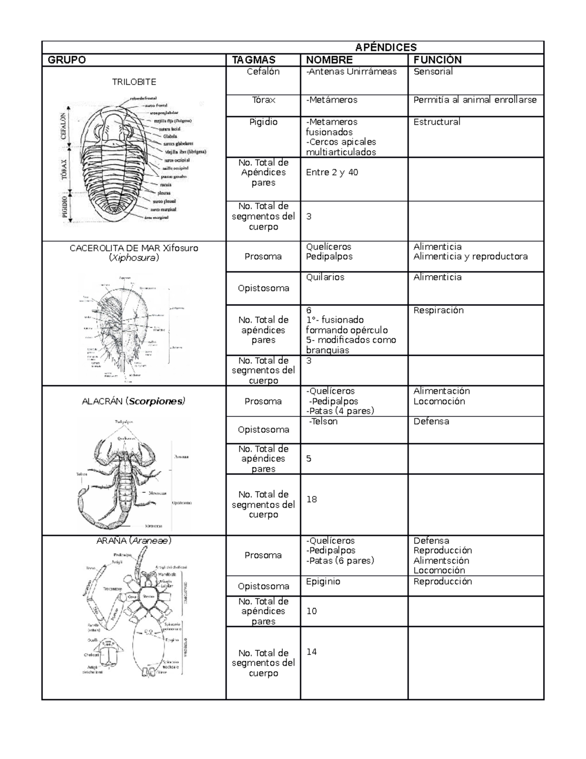 Practica-6- Tagmosis - APÉNDICES GRUPO TAGMAS NOMBRE FUNCIÓN TRILOBITE ...