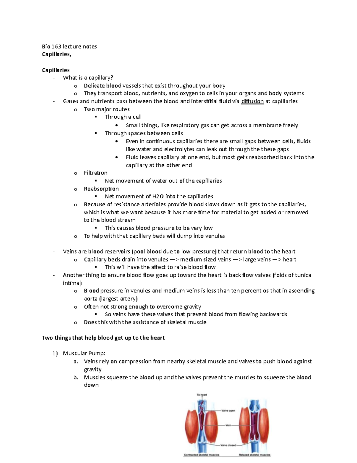 Capillaries - Bio 163 - Bio 163 lecture notes Capillaries, Capillaries ...