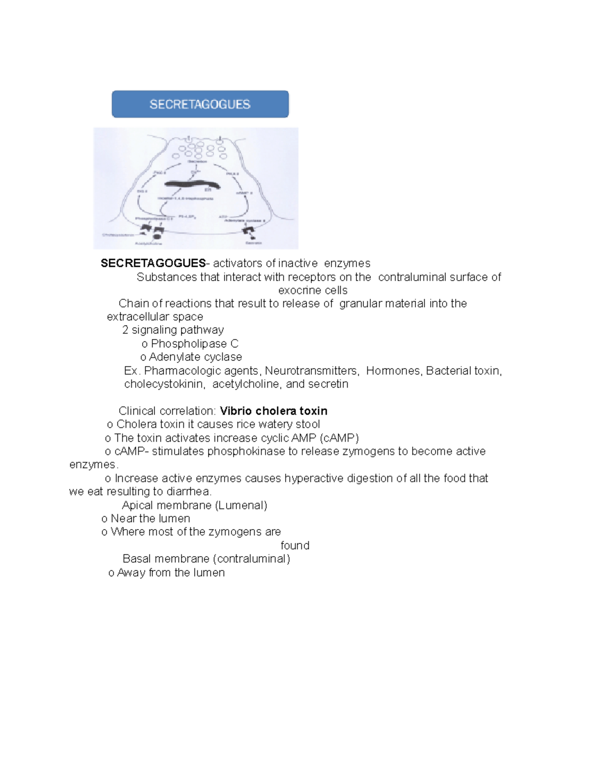 Secretagogues - notes - ฀ SECRETAGOGUES - activators of inactive ...