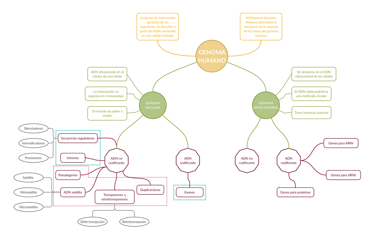Anatomia del genoma humano - GENOMA HUMANO GENOMA NUCLEAR GENOMA ...
