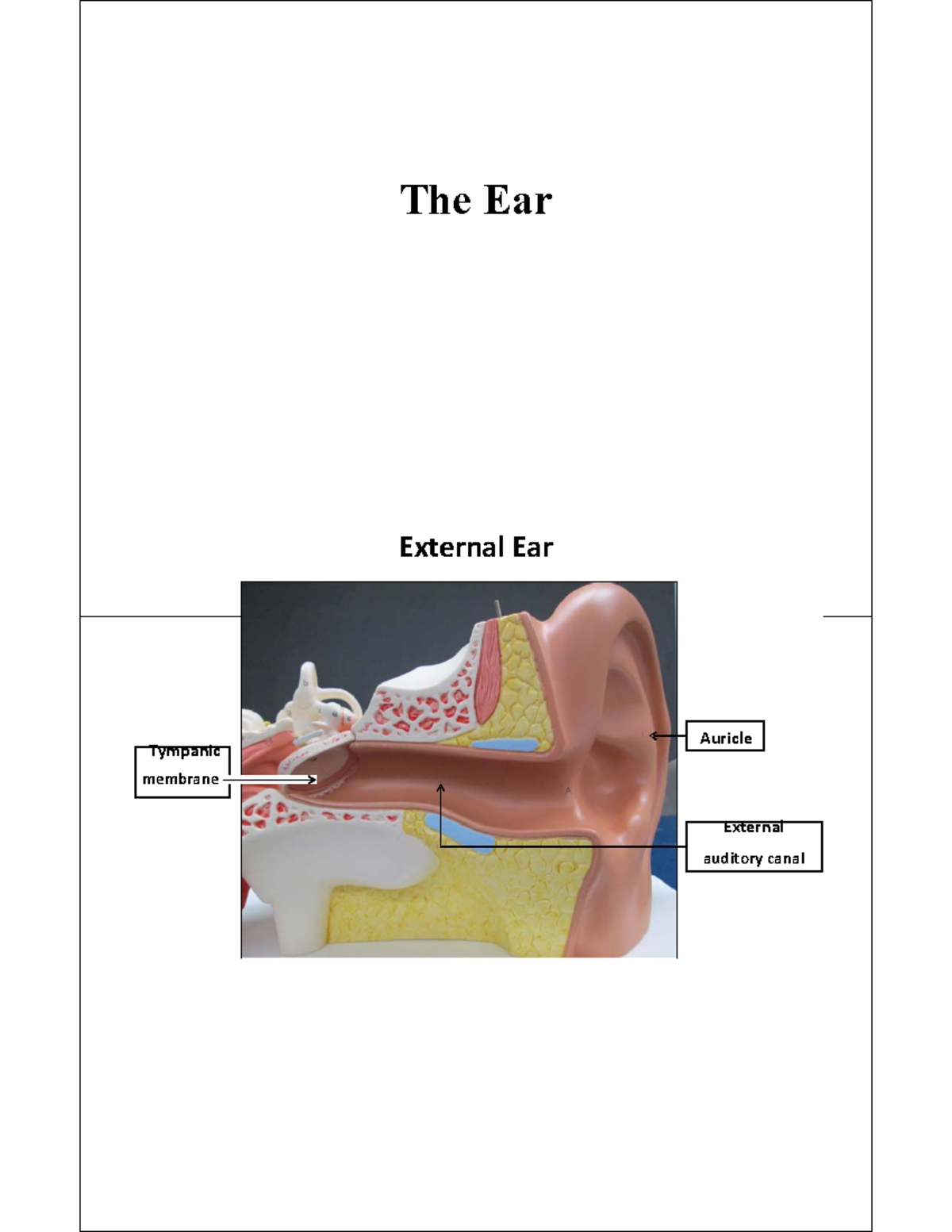 Ear Slides - The Ear External Ear Tympanic membrane Auricle External ...