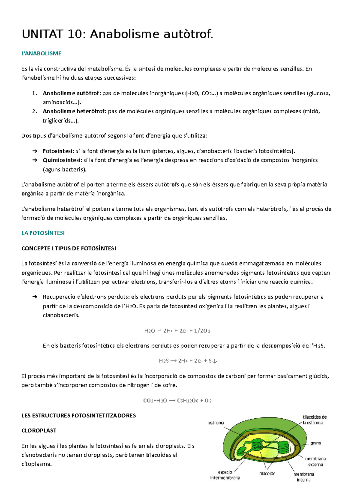 L'anabolisme autòtrof - L’ANABOLISME Es la via constructiva del ...