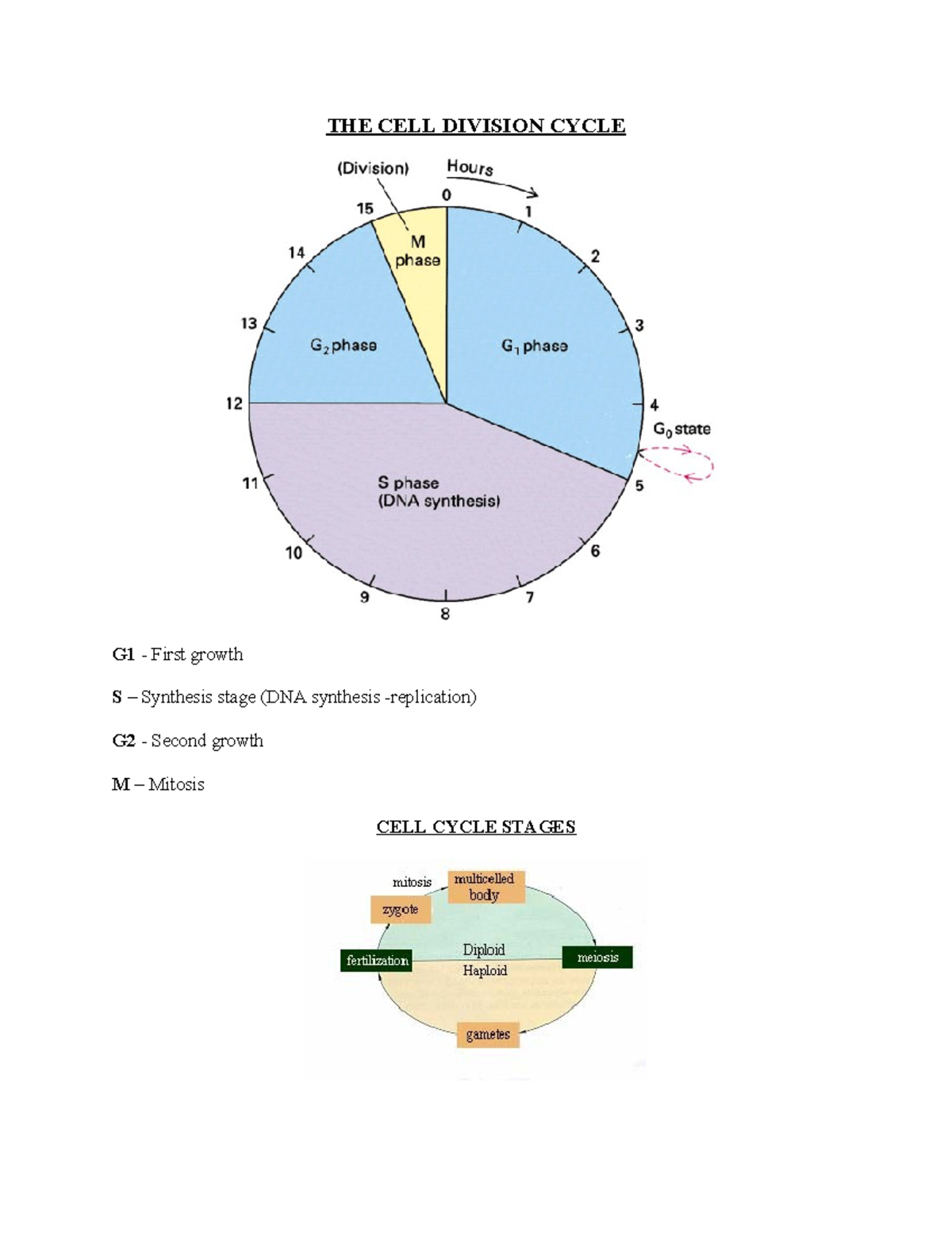 THE CELL Division Cycle-Mitosis & Meiosis - THE CELL DIVISION CYCLE G1 ...