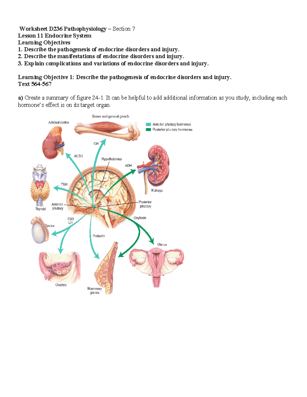 Endo worksheet - notes - Worksheet D236 Pathophysiology – Section 7 ...