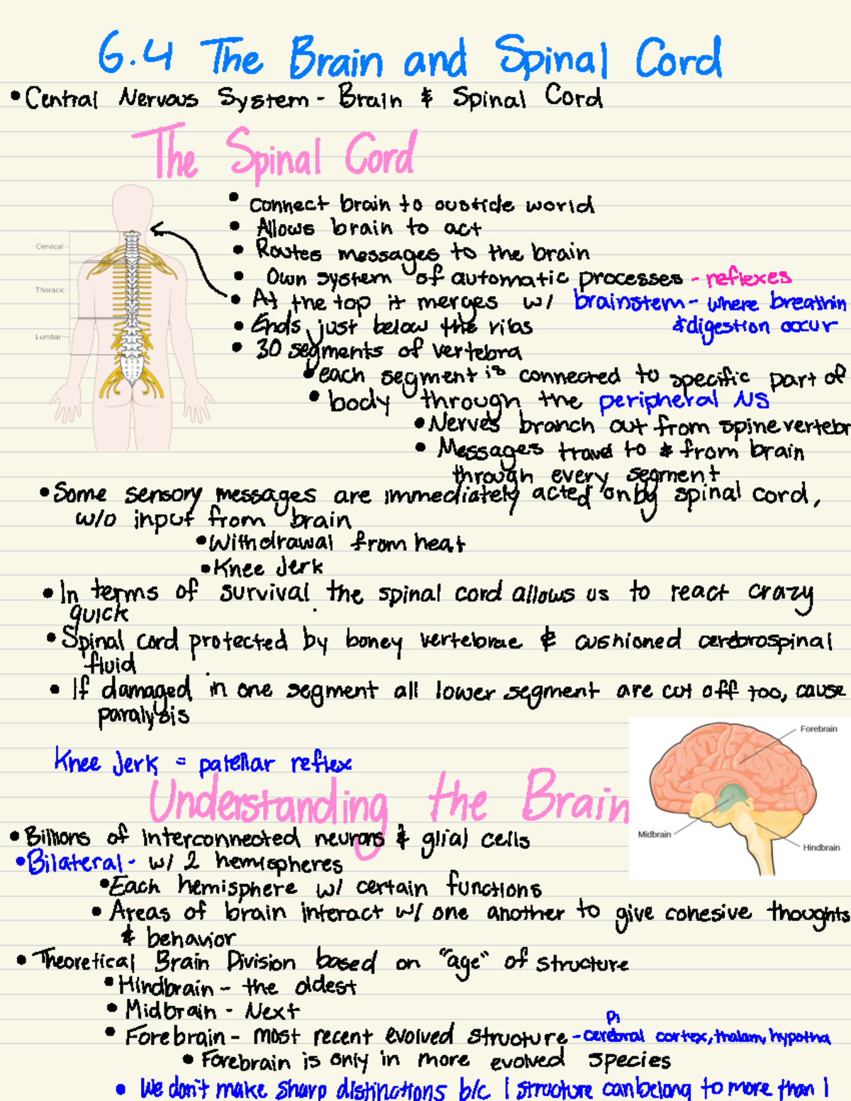 The Brain and Spinal Cord - G. 4 The Brain and Spinal Cord ' Central ...