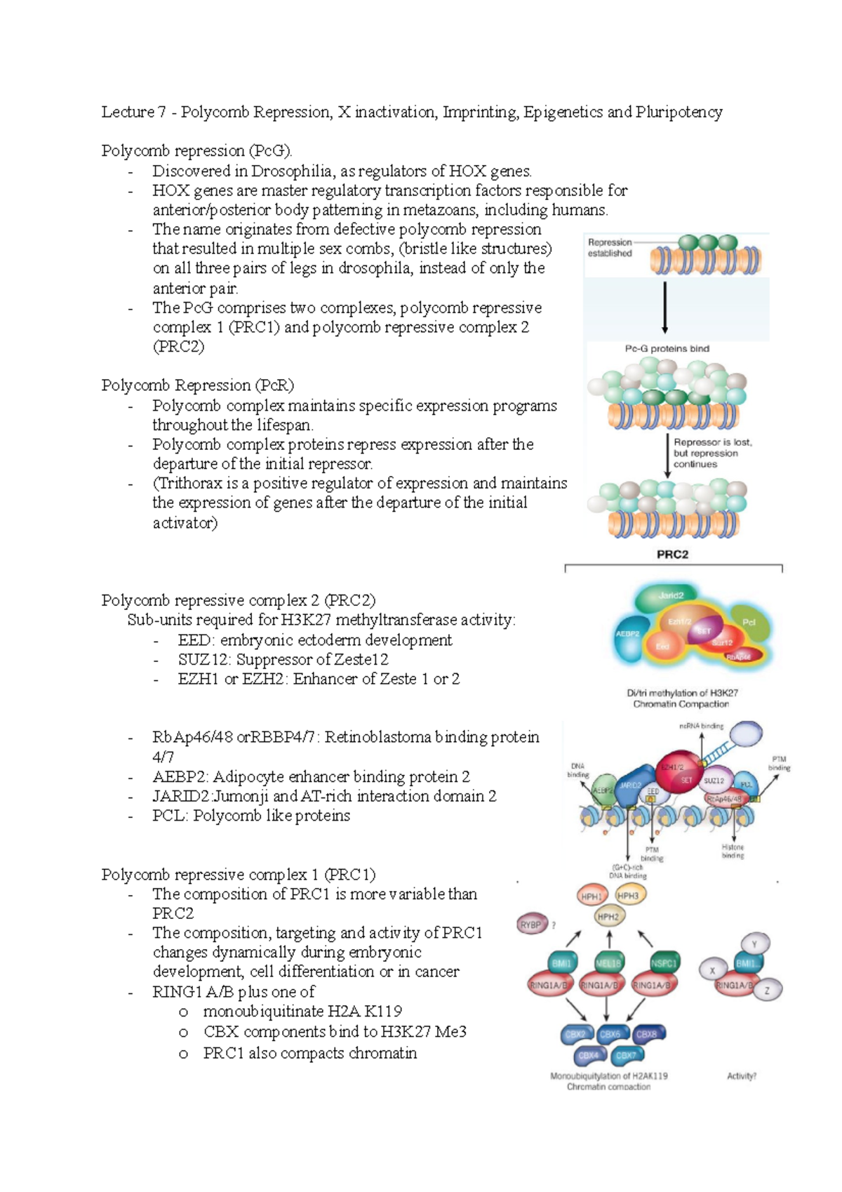 Lecture 7 b30 - Lecture 7 - Polycomb Repression, X inactivation ...