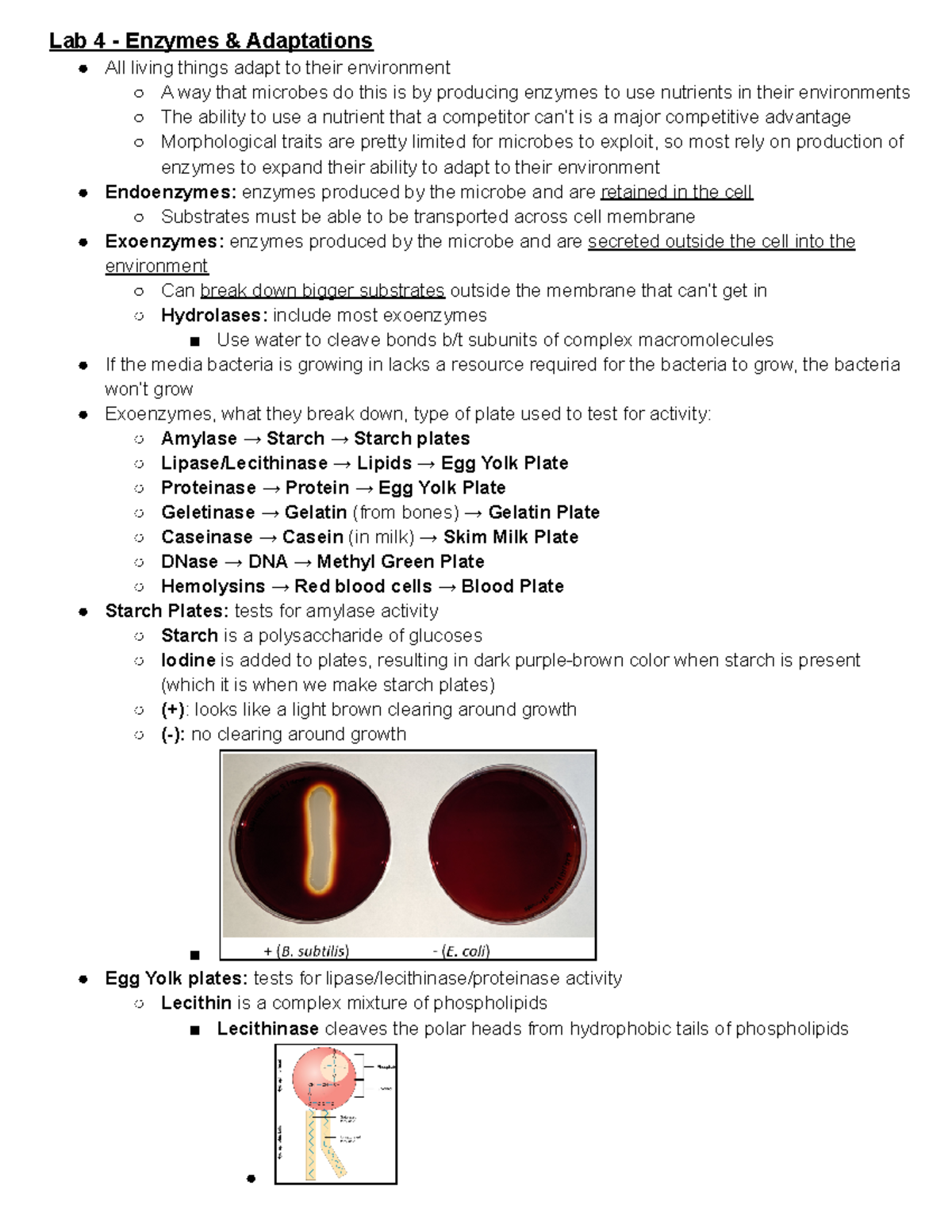 Notes for Lab 4 - Lab 4 - Enzymes & Adaptations All living things adapt ...