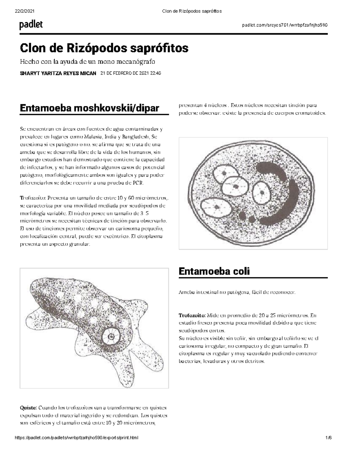 Clon de Rizópodos saprófitos - padlet/sreyes701/wrrbpfzafnjho Clon de ...