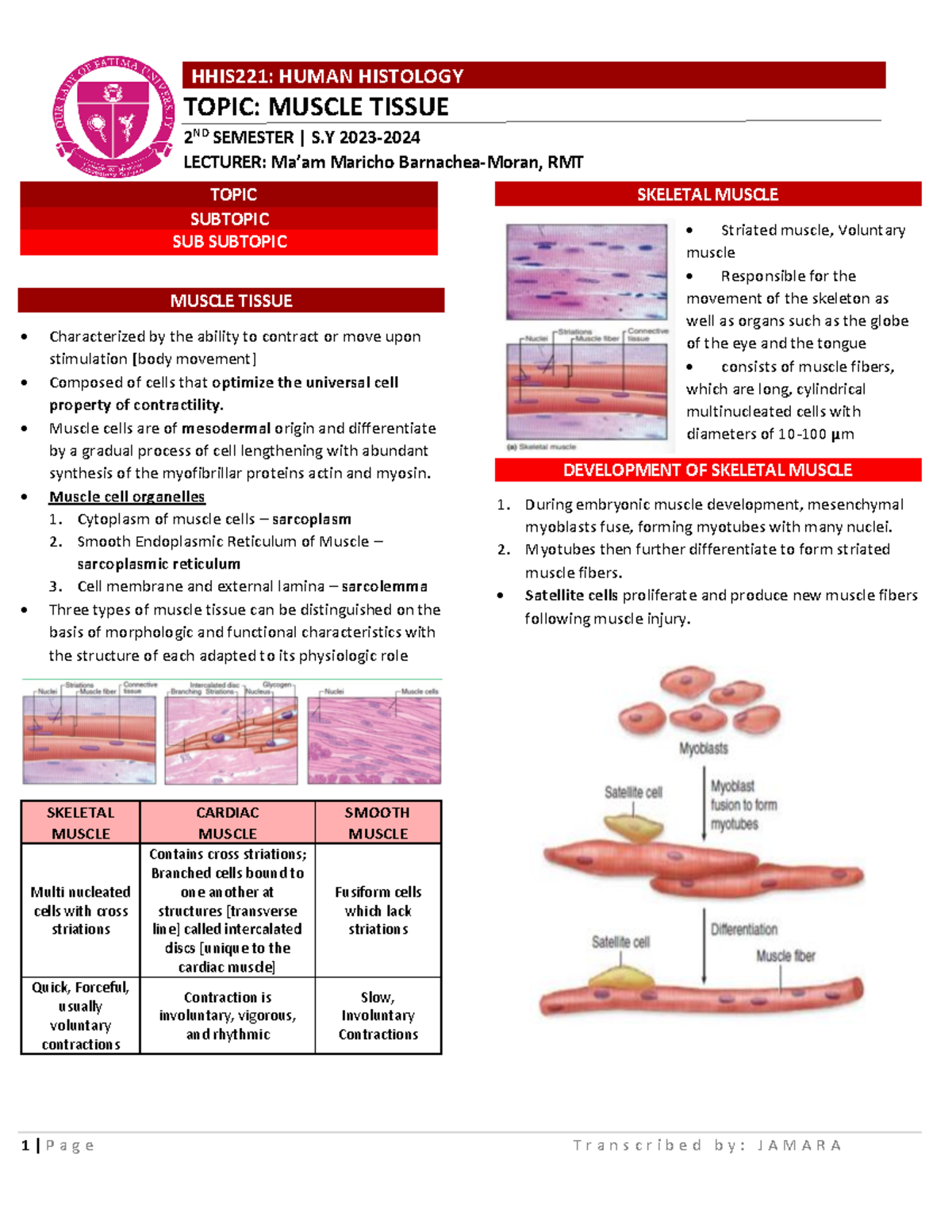1- Muscle- Tissue - Notes - TOPIC SUBTOPIC SUB SUBTOPIC MUSCLE TISSUE ...