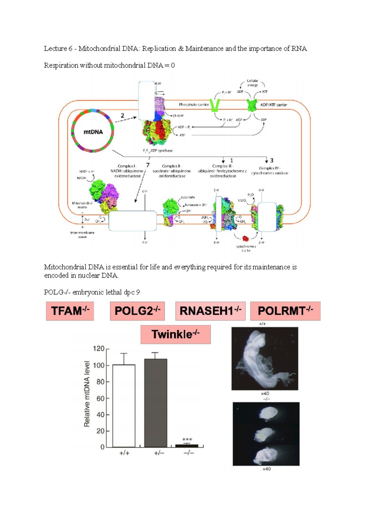Lecture 6 c15 - Lecture 6 - Mitochondrial DNA: Replication ...