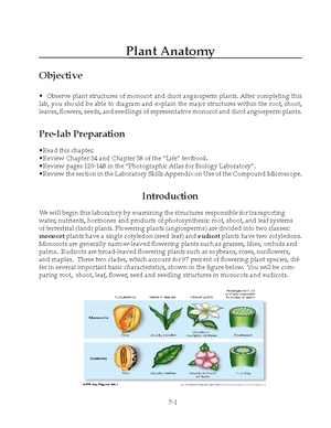 Plant Anatomy In-Class Assignment-S17 - Name: Lab Section: Plant ...