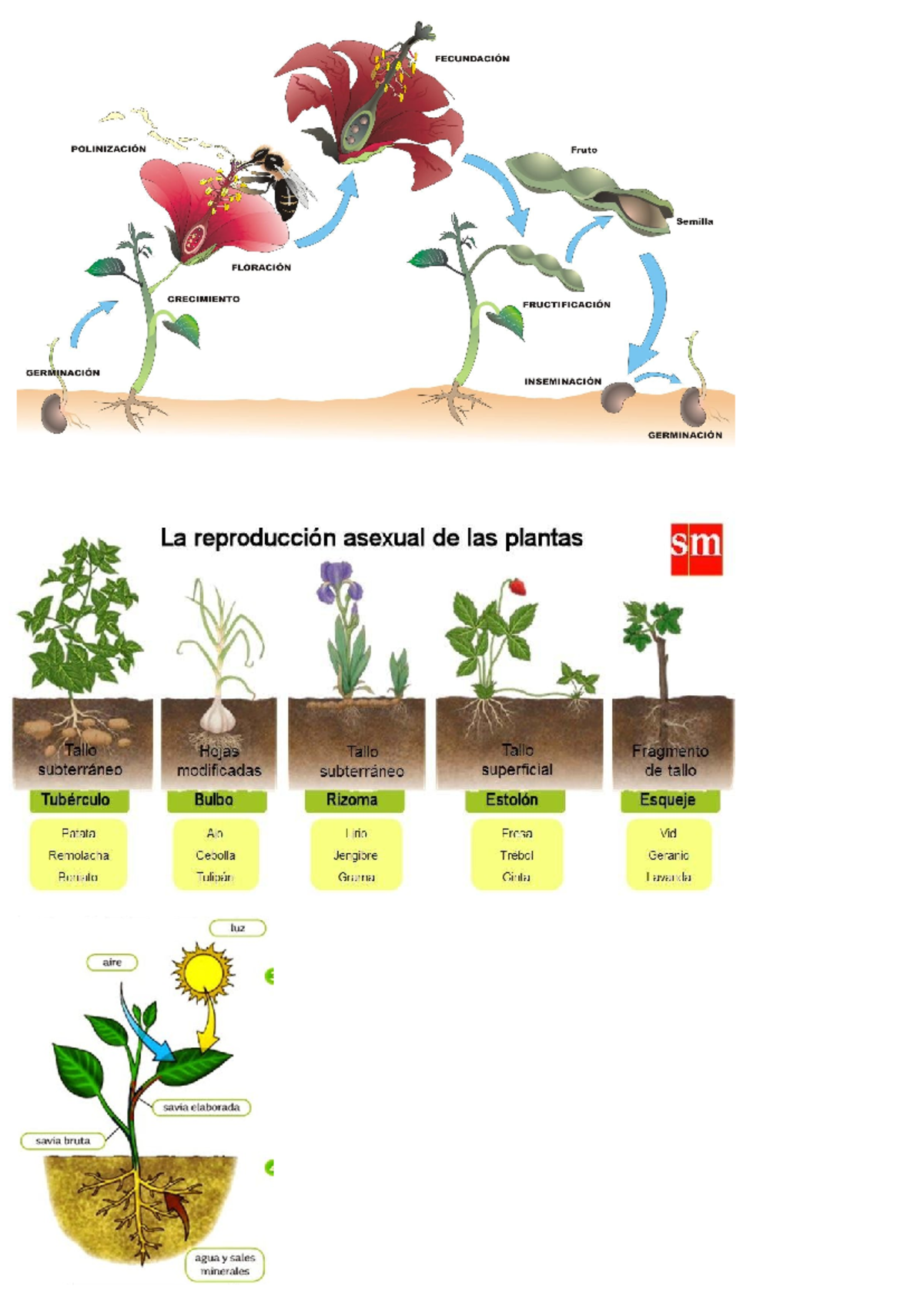 Cy T - lo nececitaras - FECUNDACIÓN POLINIZACIÓN Fruto Semilla ...