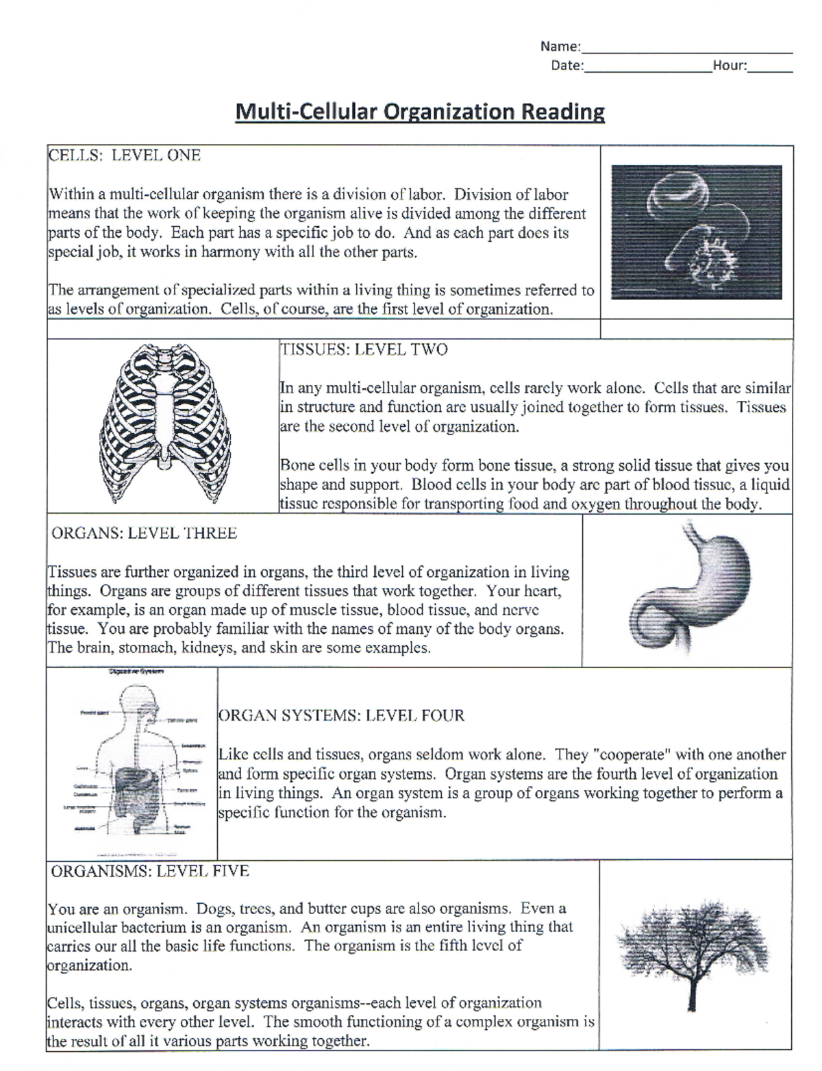 Multicellular organization reading worksheet - Studocu