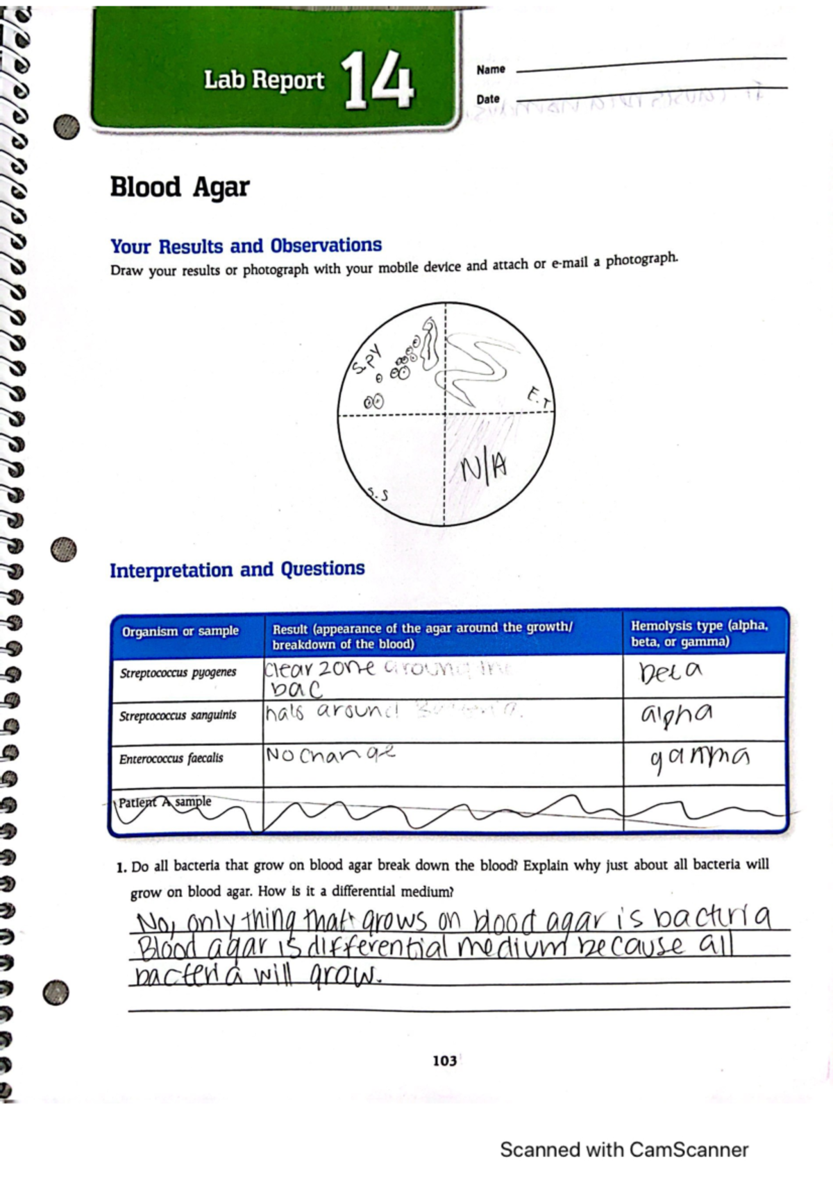 Lab report for bio - 14 Name Lab Report Date 17 Blood Agar Your Results and Observations Draw ...