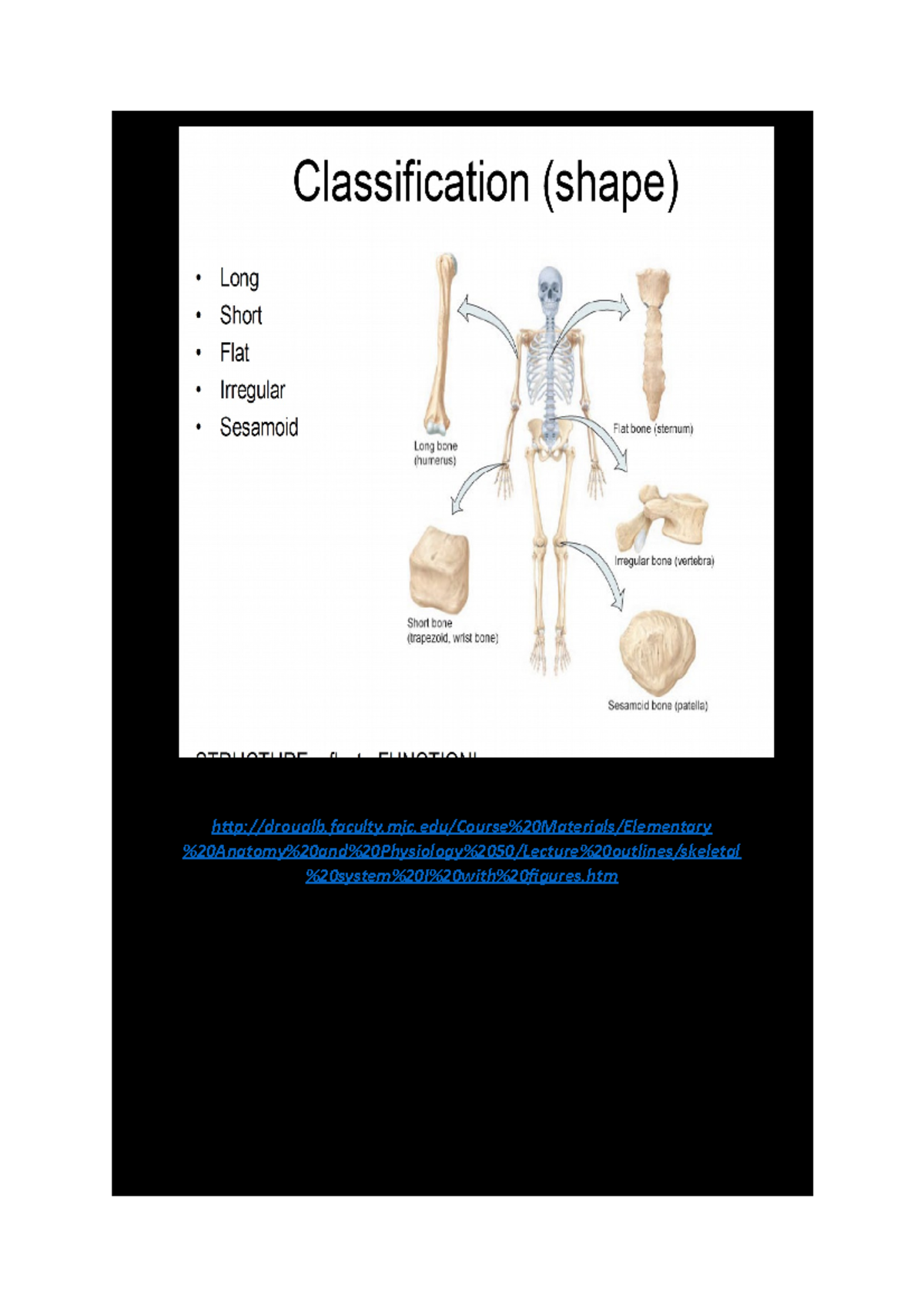 Skeletal bone notes - droualb.faculty.mjc/Course%20Materials/Elementary ...