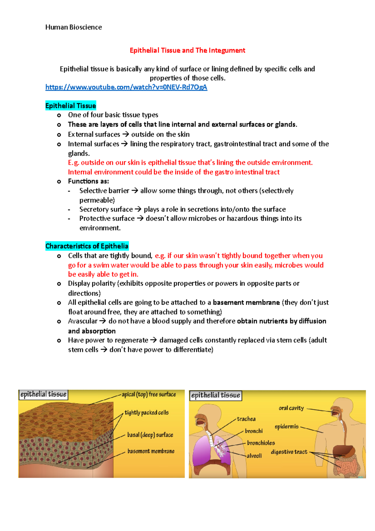 Epithelial Tissue and The Integument Notes - Epithelial Tissue and The ...