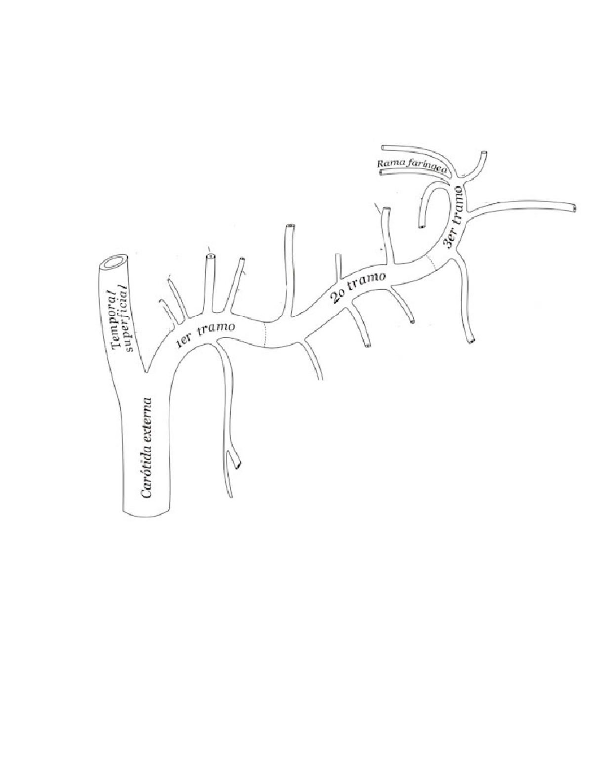 Arteria maxilar - anatomía humana - 1er 20 3er 1er 20 3er - Studocu